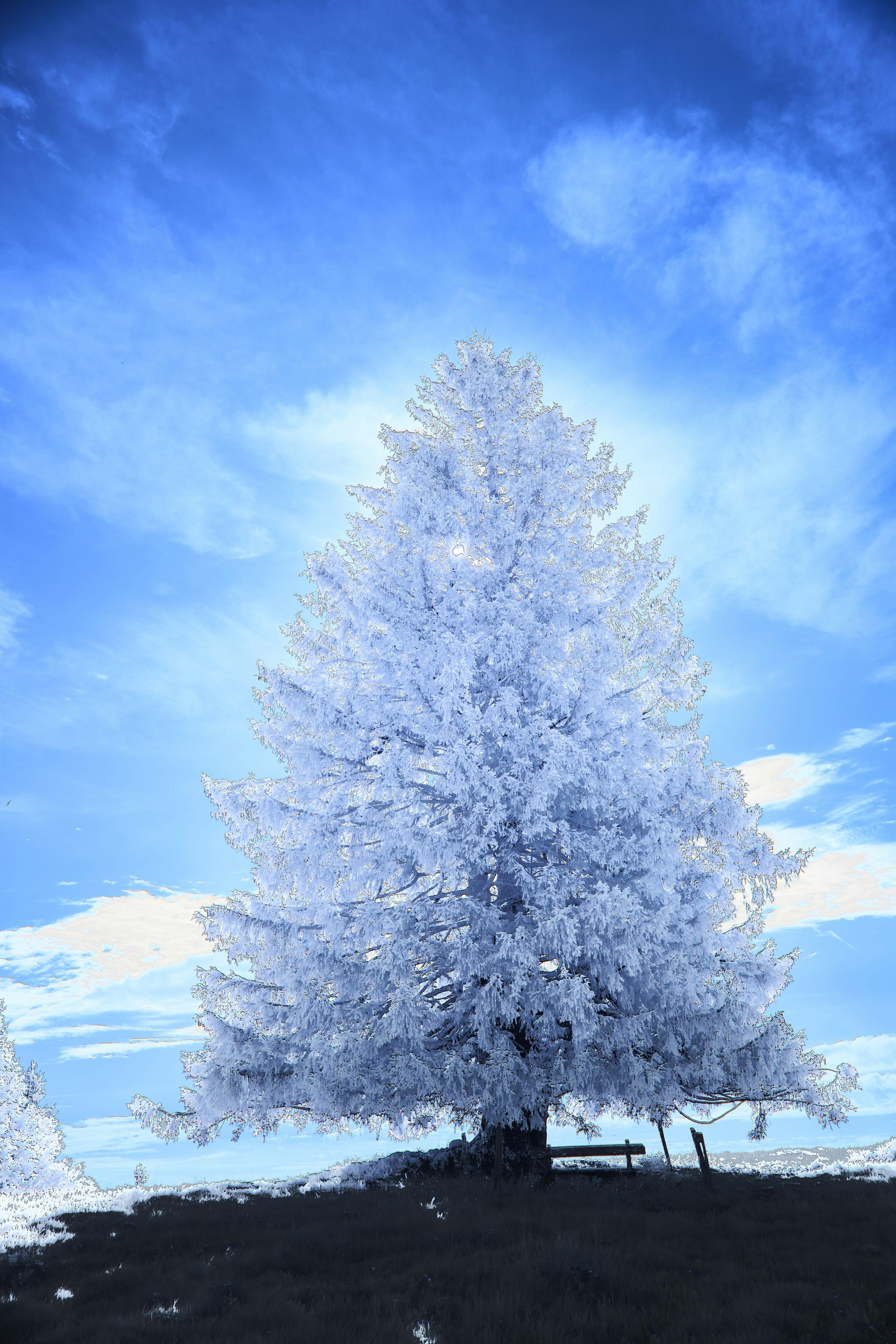 A majestic frost-covered tree stands prominently against a vibrant blue sky, highlighting the contrast between nature and the winter landscape.