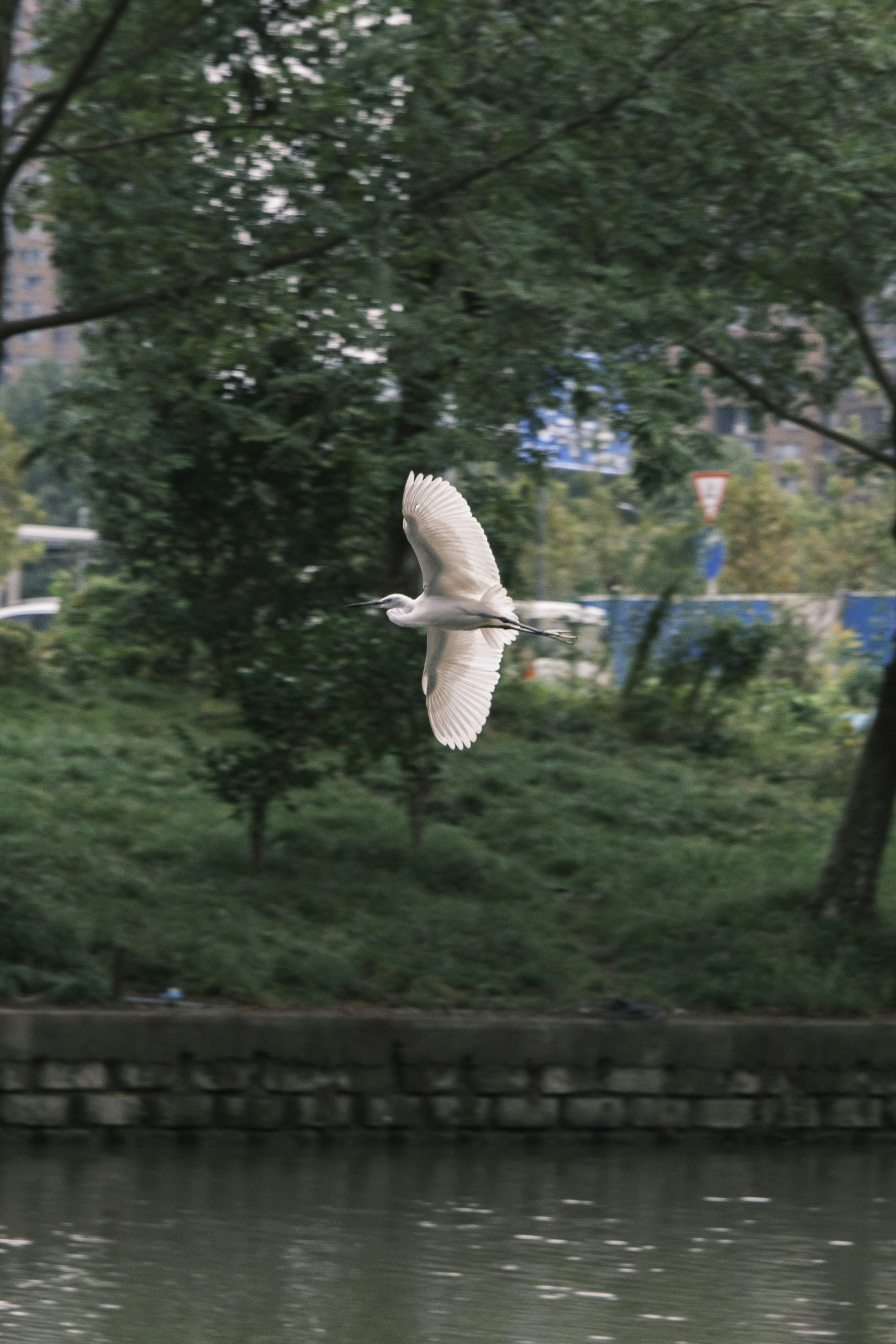 A white egret bird flying over water
