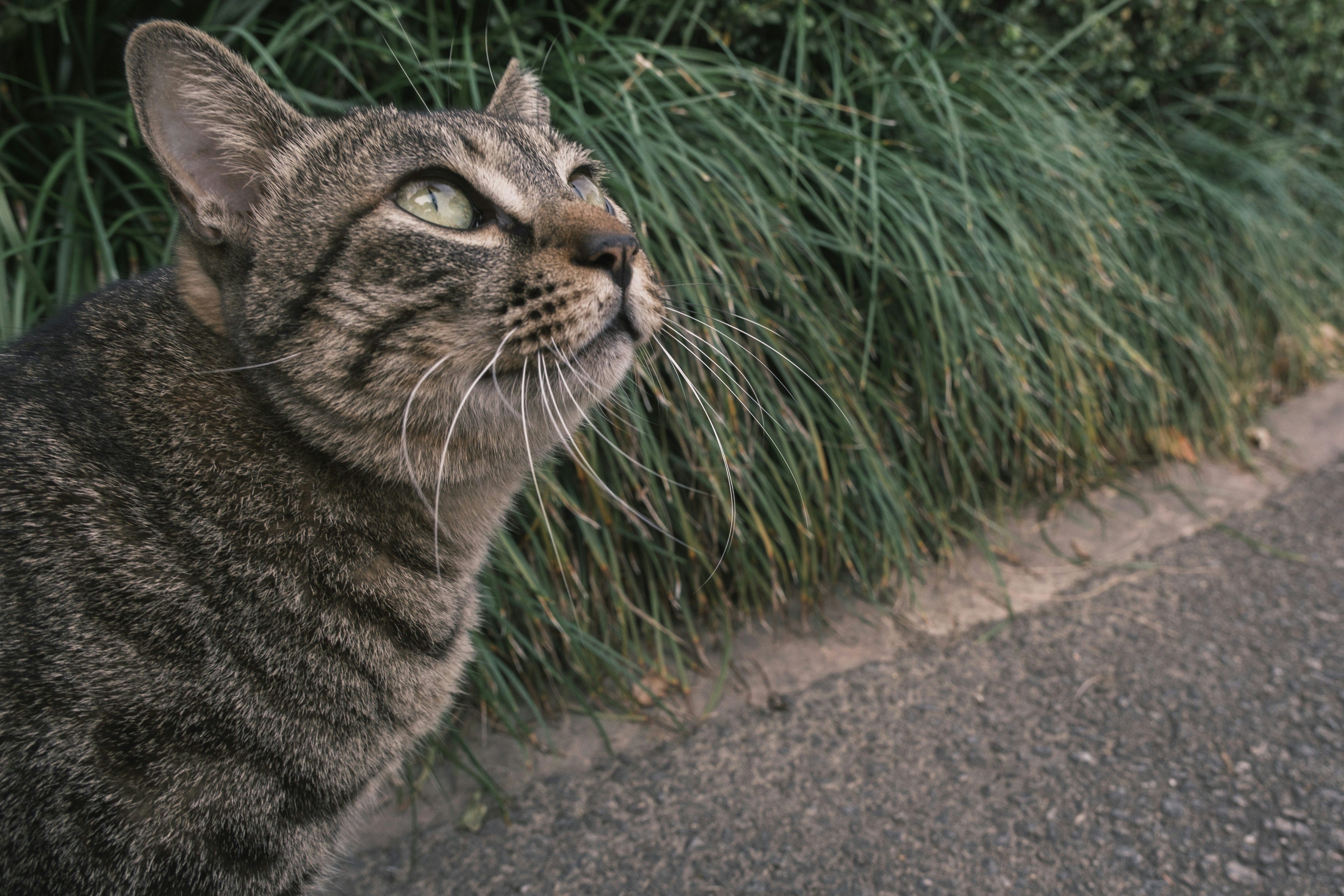 Whiskers in the Wild: A Feline's Curiosity