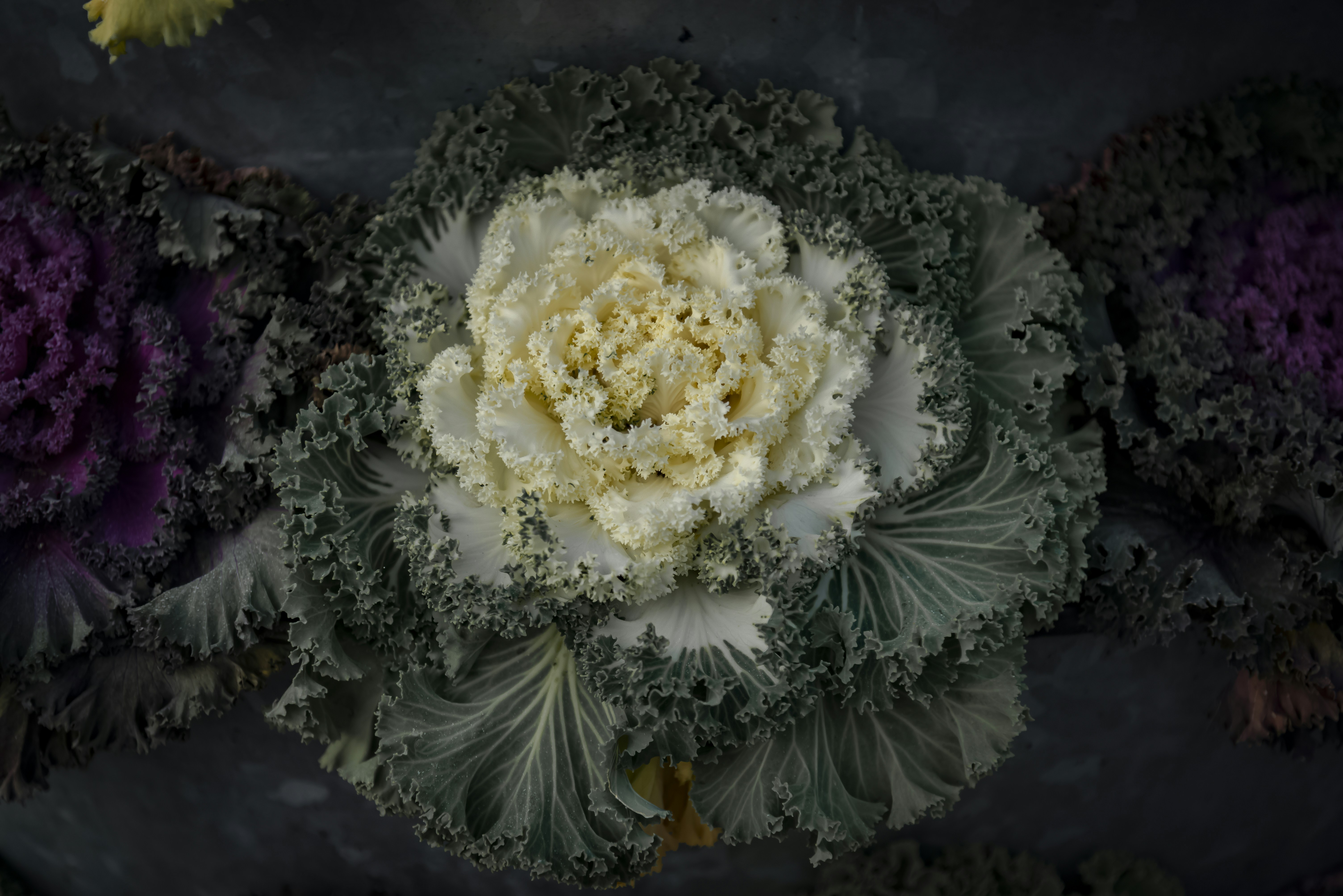 Ice-Crowned Cauliflower Framed by Velvet Kale