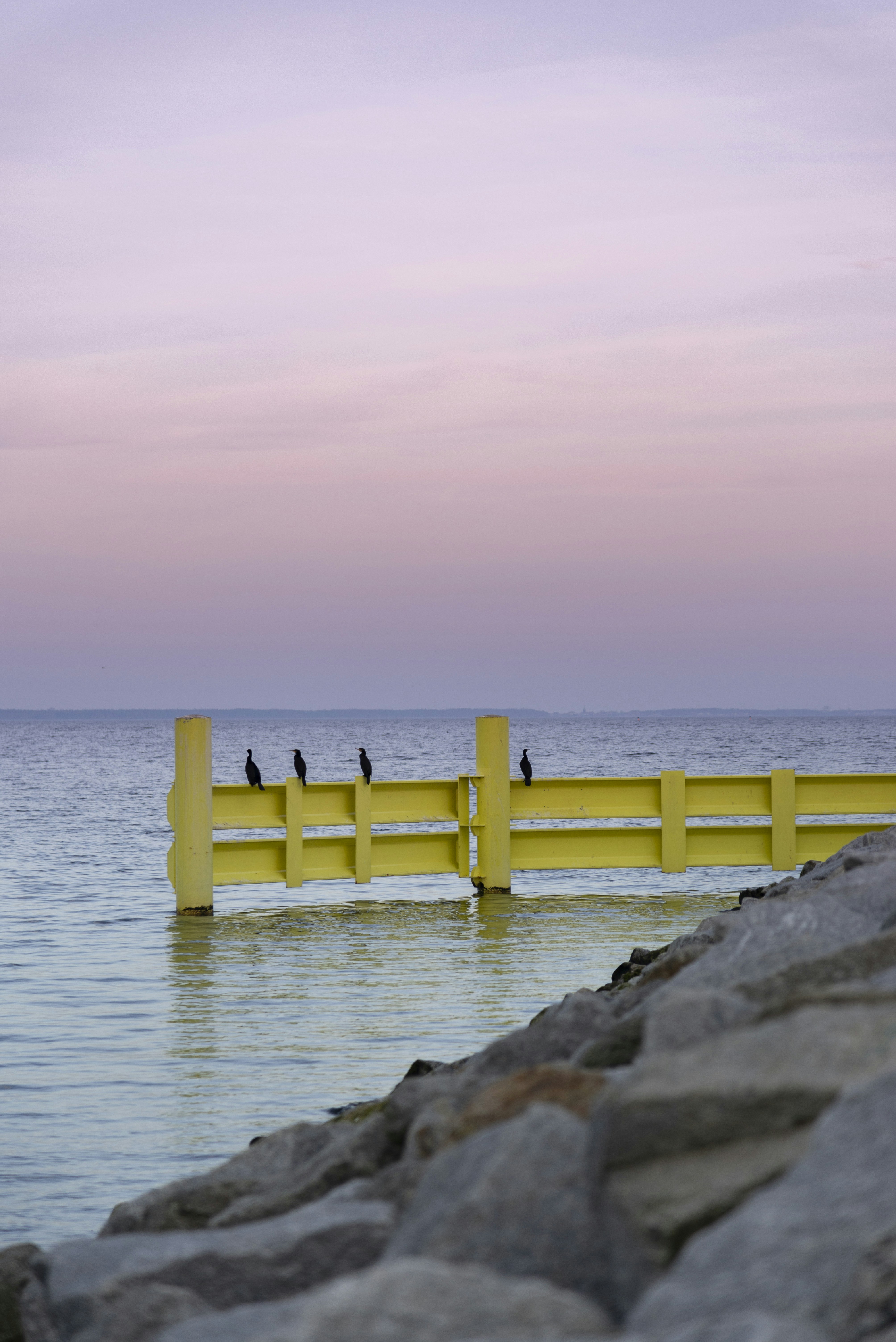 Pastel Dusk Over the Yellow Jetty: Birds on a Seaside Breakwater