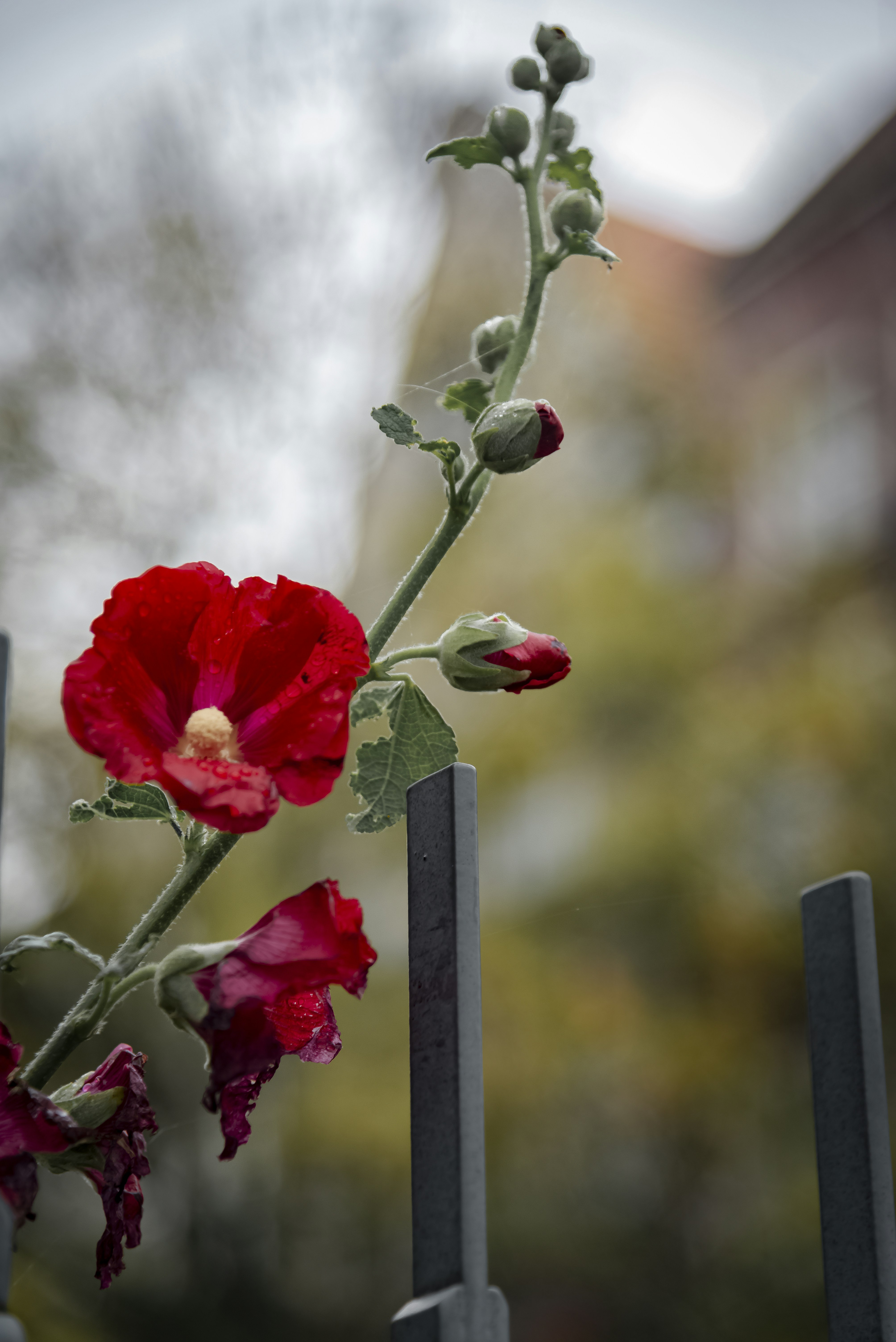 Resilient Blooms Amidst Urban Shadows