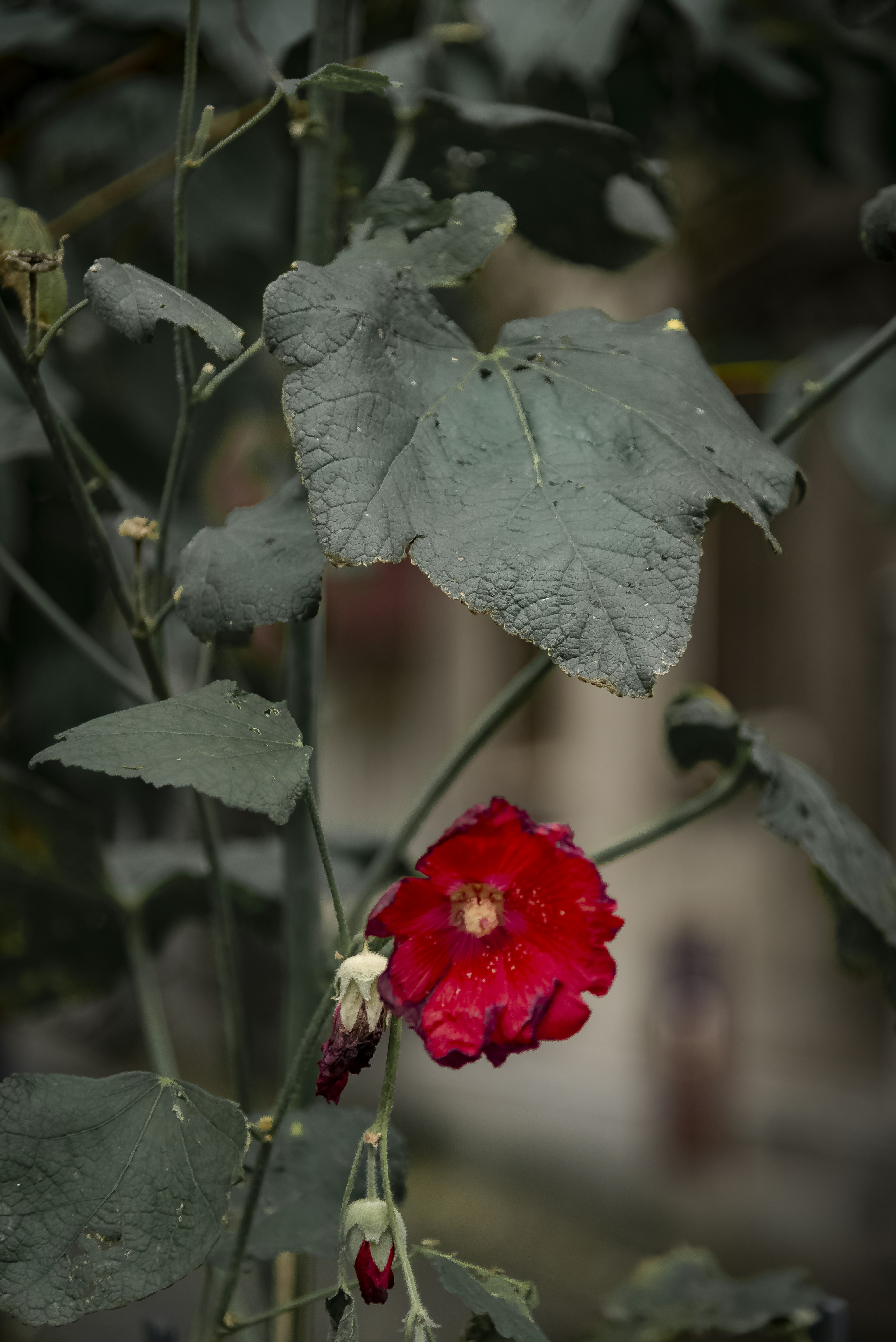 Crimson Bloom Amidst Verdant Shadows