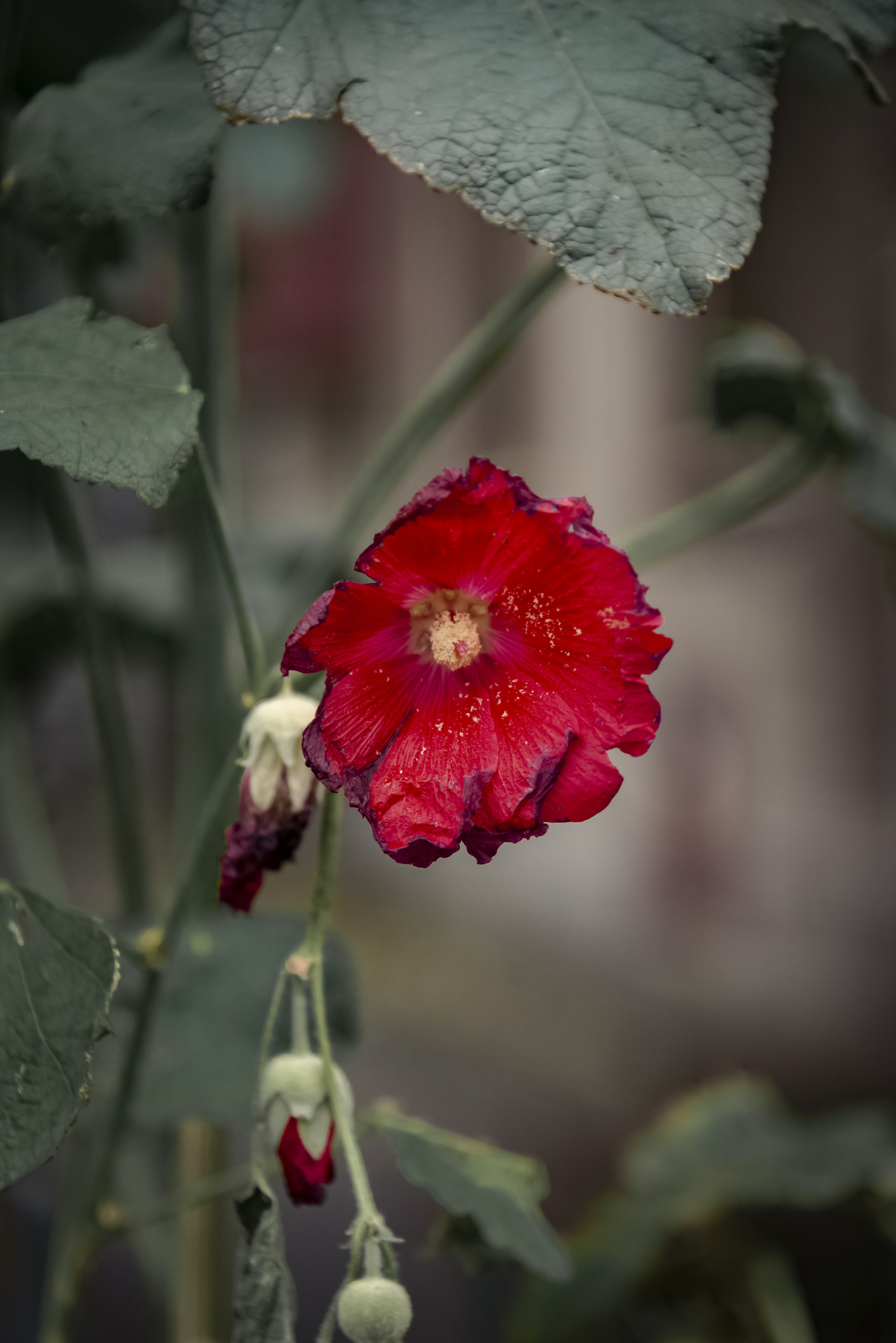 Crimson Hollyhock on a Quiet Green Stage