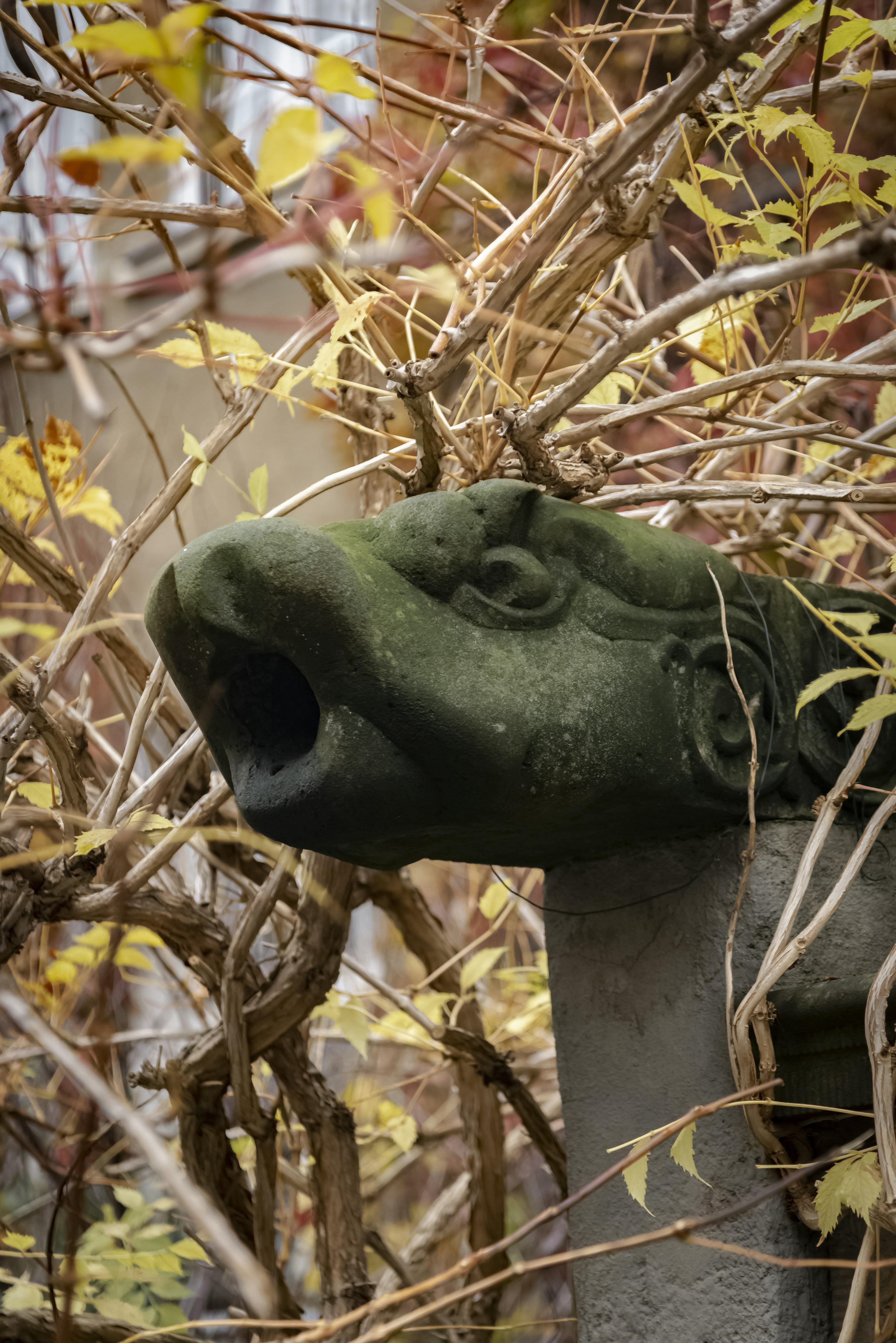 Moss-Covered Gargoyle Peering Through a Tangled Veil of Vines