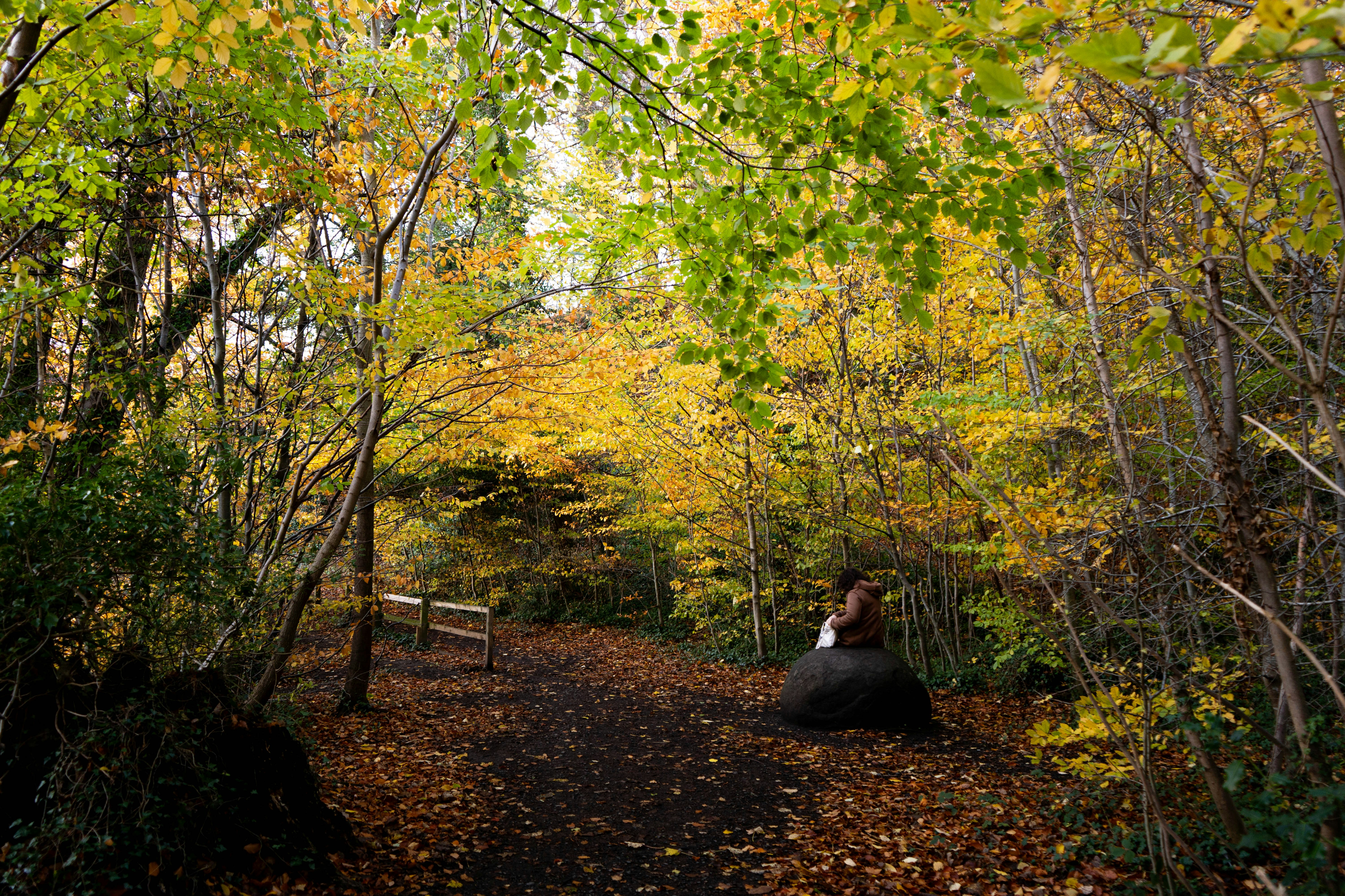 Autumn's Embrace: A Serene Retreat