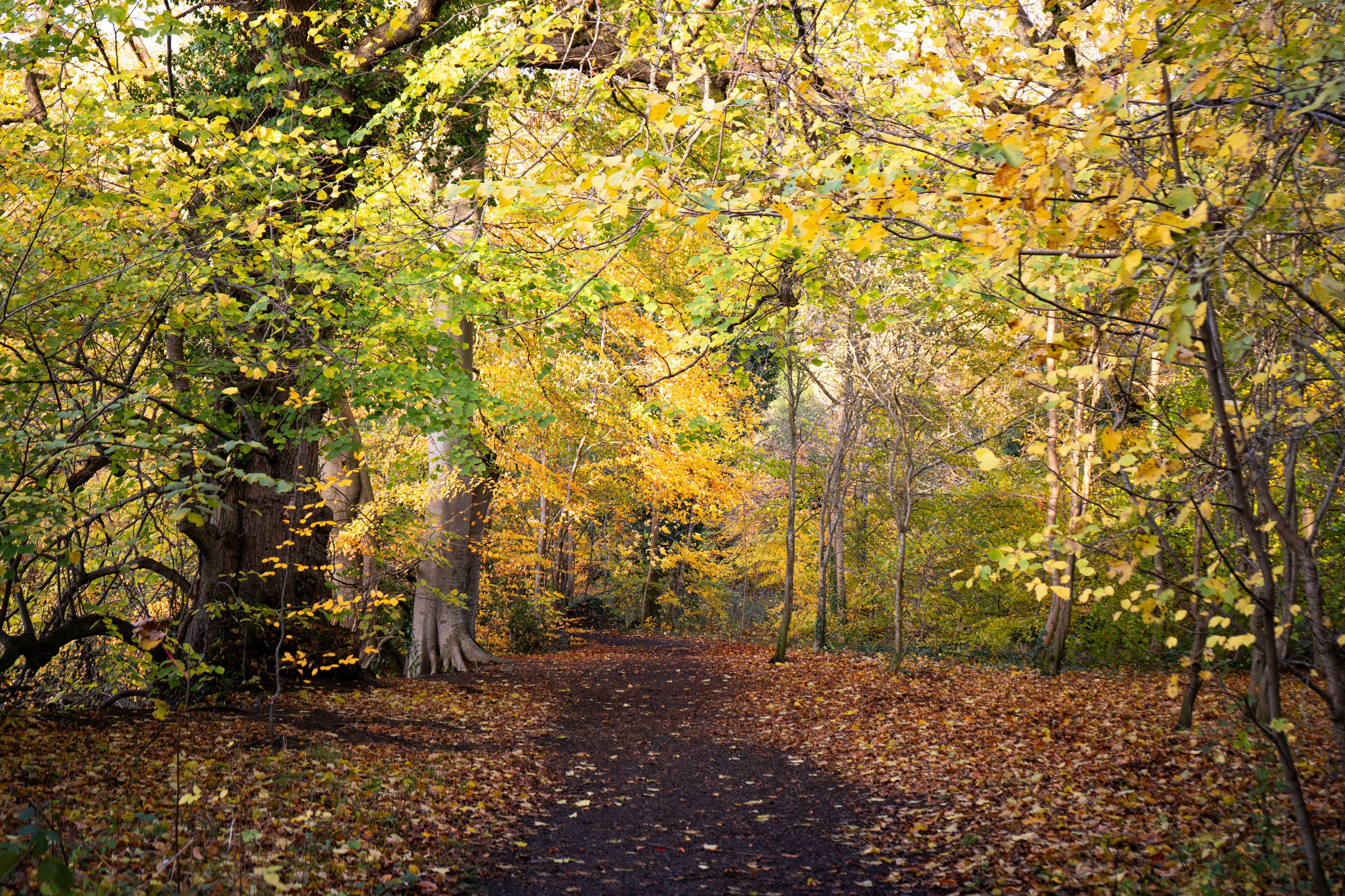 Colorful autumn foliage lining a winding path through a tranquil forest. Leaves in shades of yellow and orange blanket the ground.