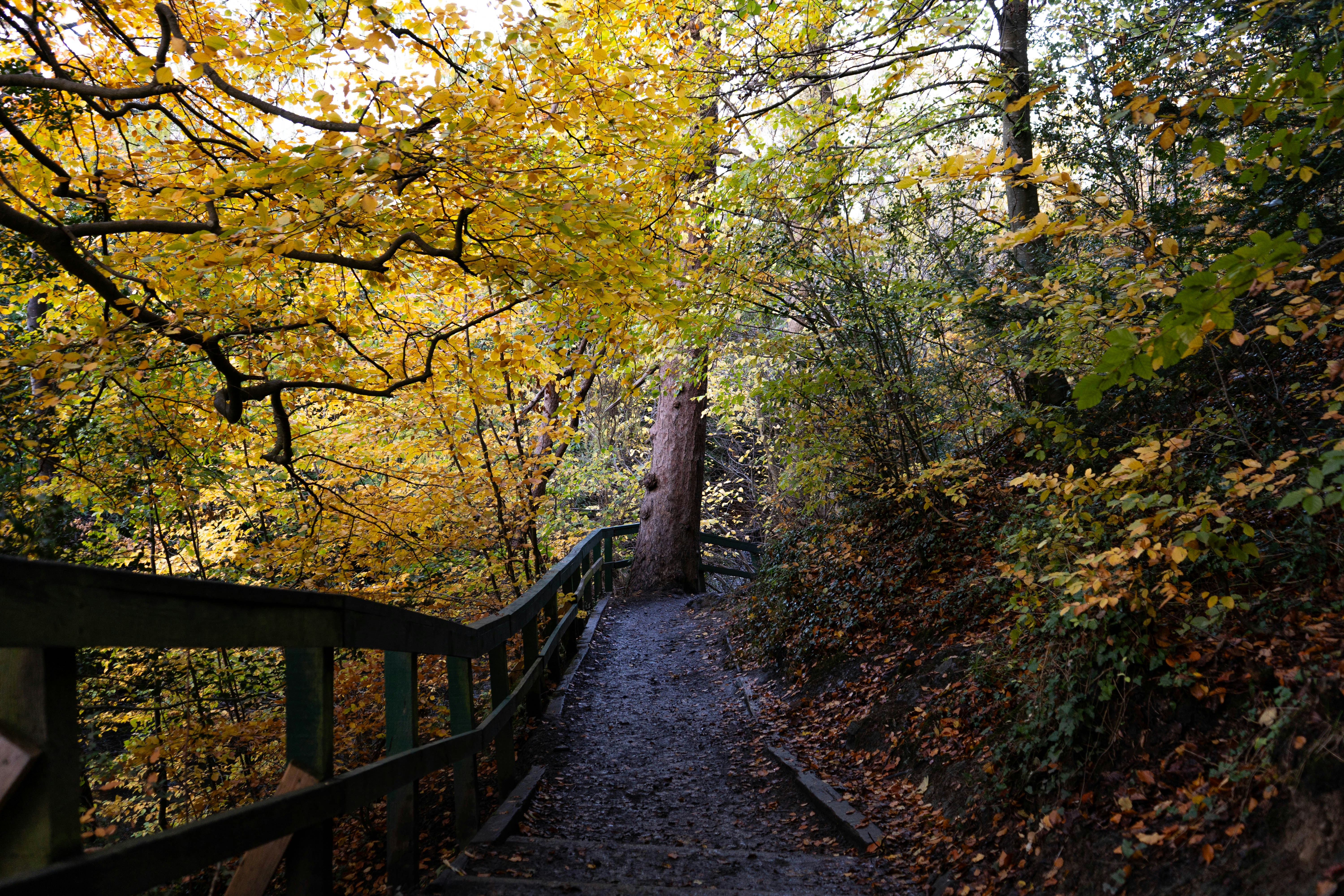 Autumn's Embrace: A Pathway Through Golden Foliage