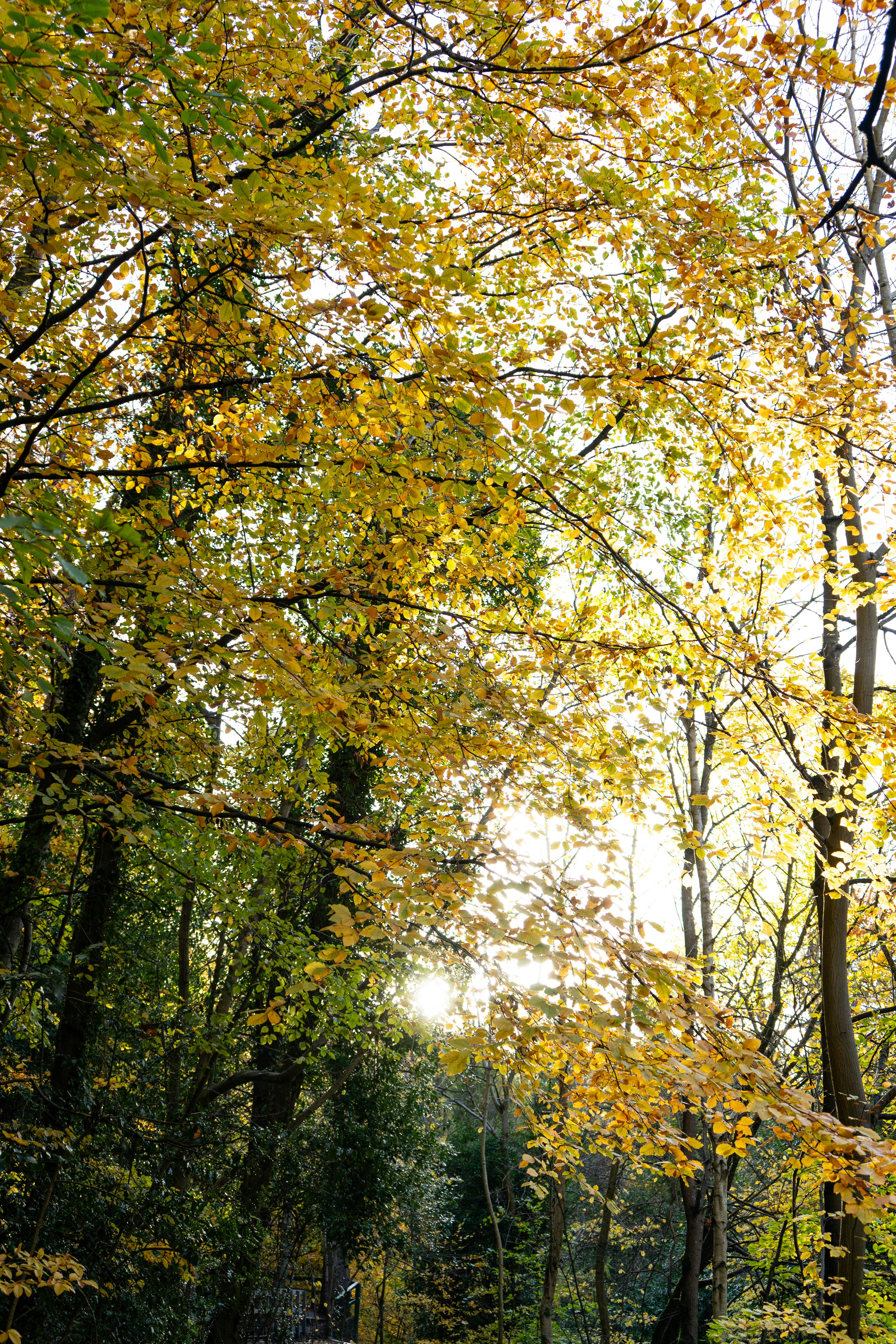 Golden leaves filtering sunlight through a dense forest, creating a warm and inviting atmosphere.