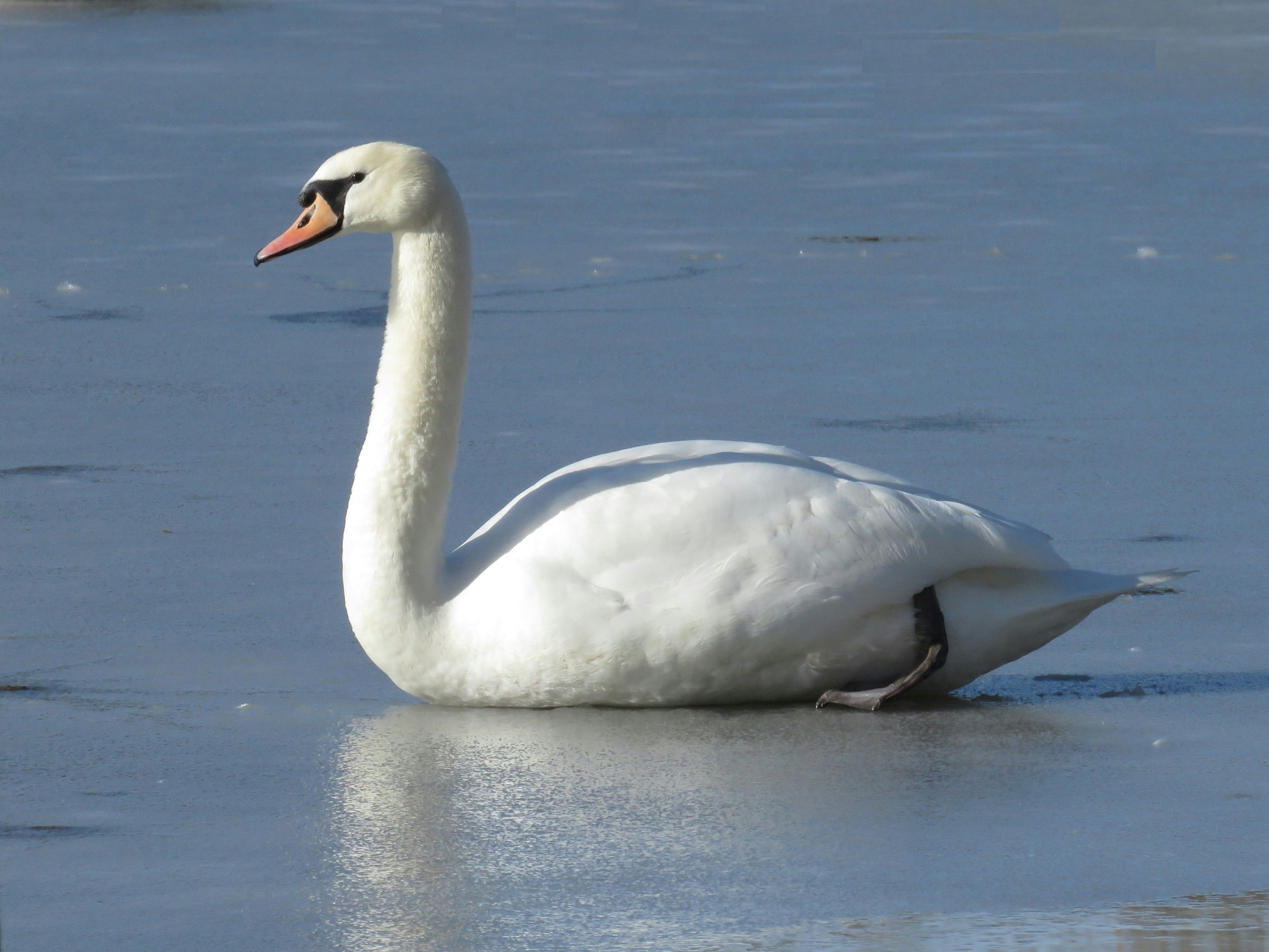 Elegance on Ice: The Serene Swan