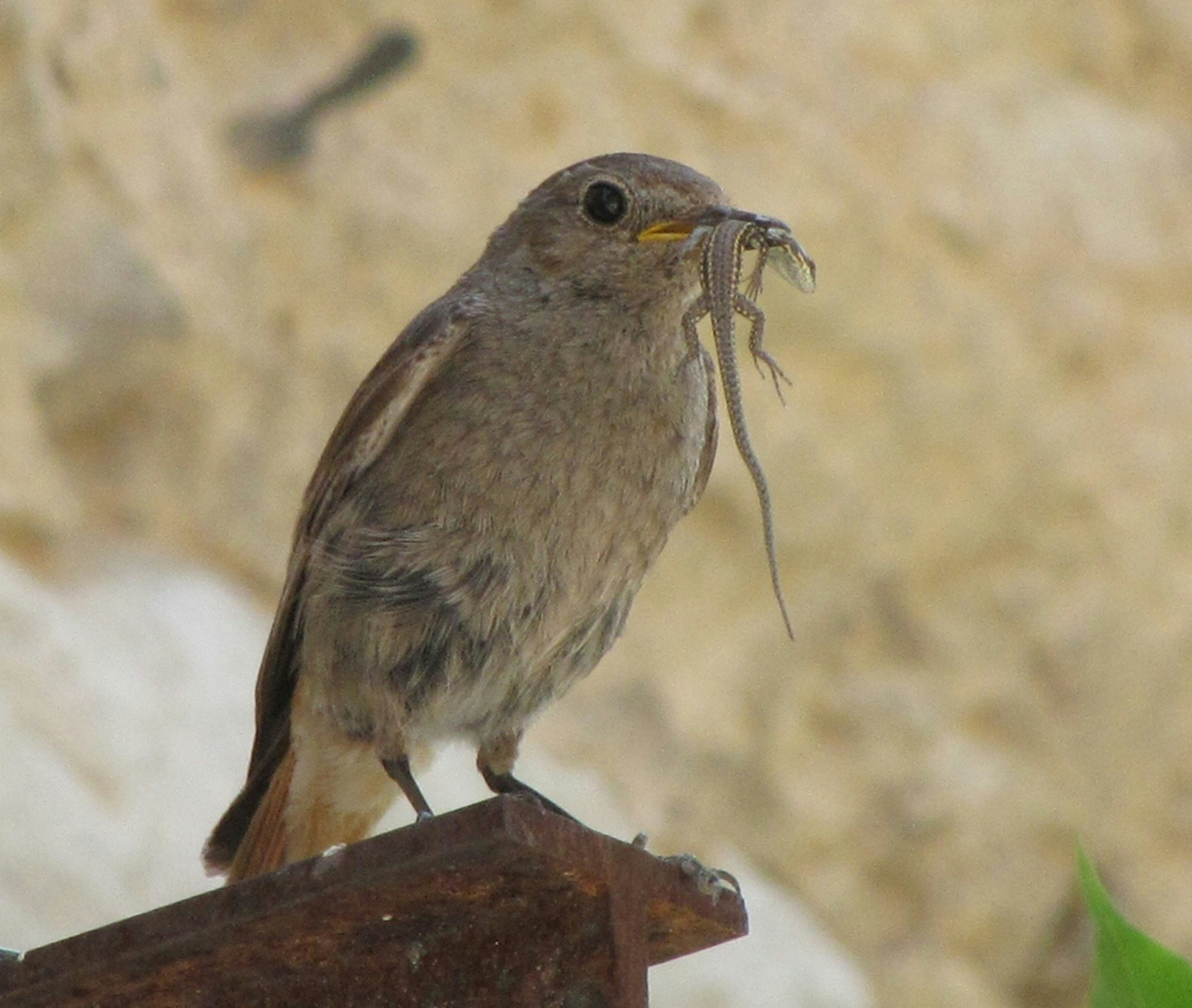 Rouge-queue revenant de la chasse