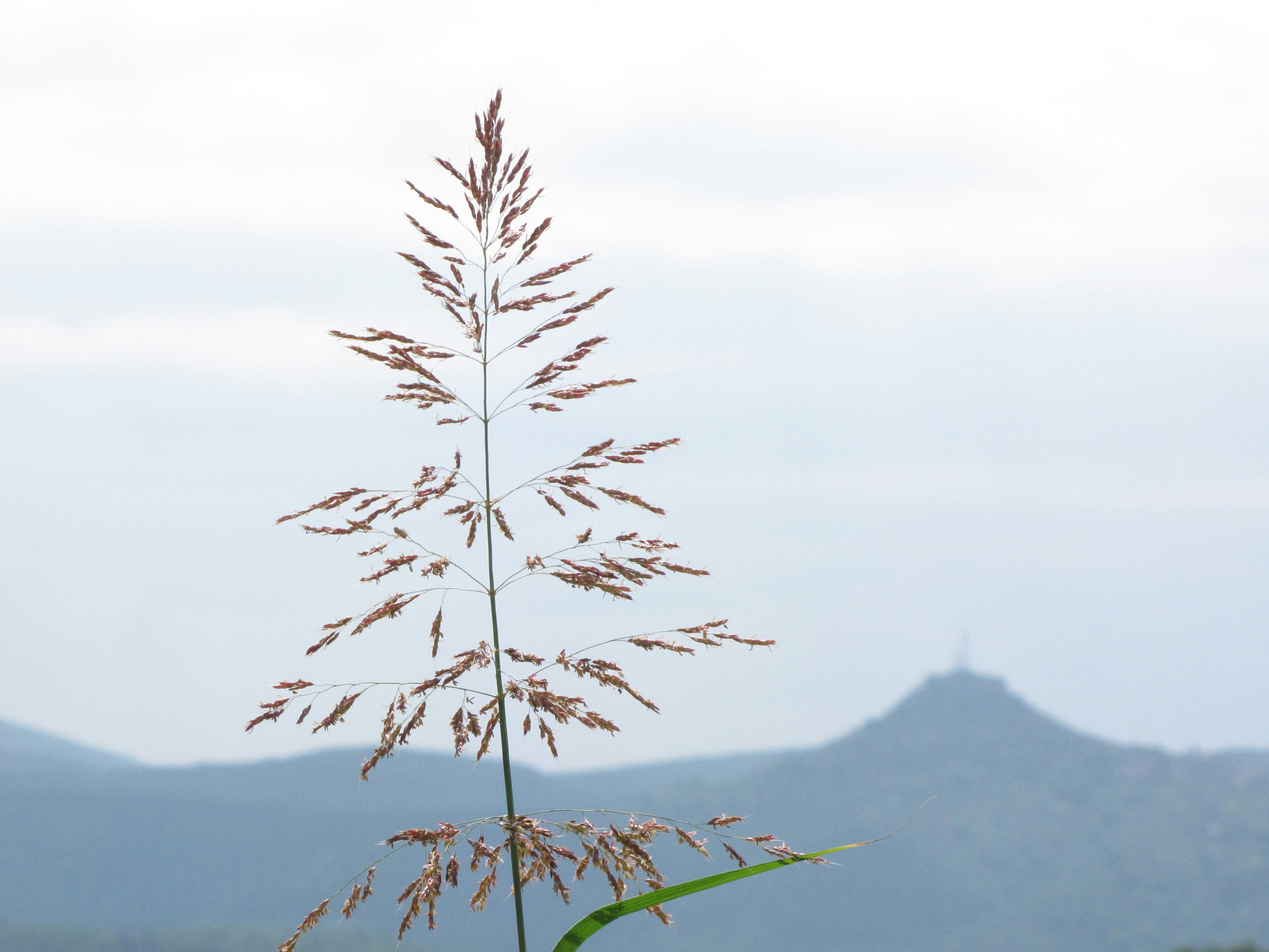 Whispers of Nature: A Grass Blade Against the Horizon