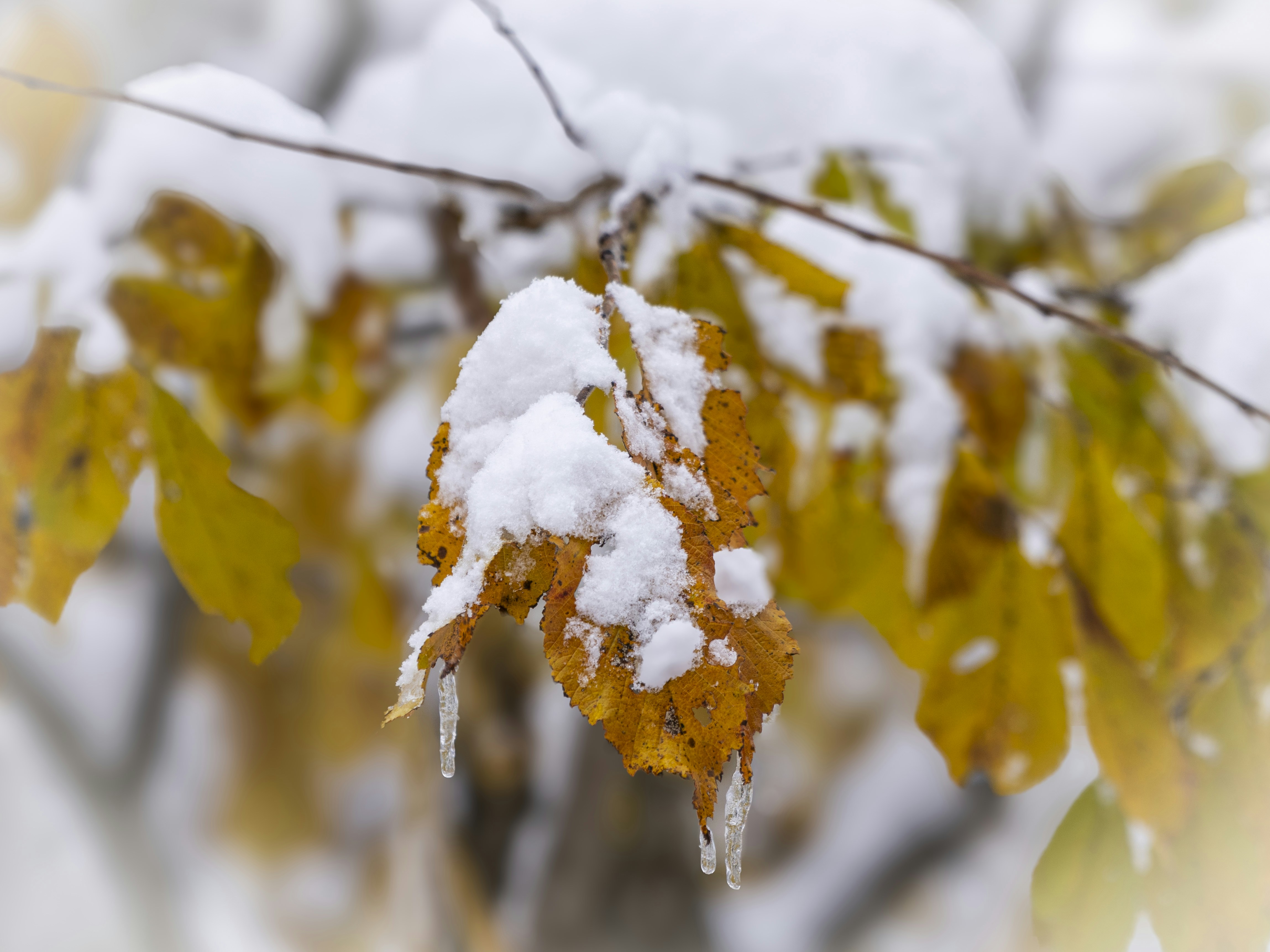 Yellow leaves partially covered in snow with icicles hanging from them, set against a blurred winter background.