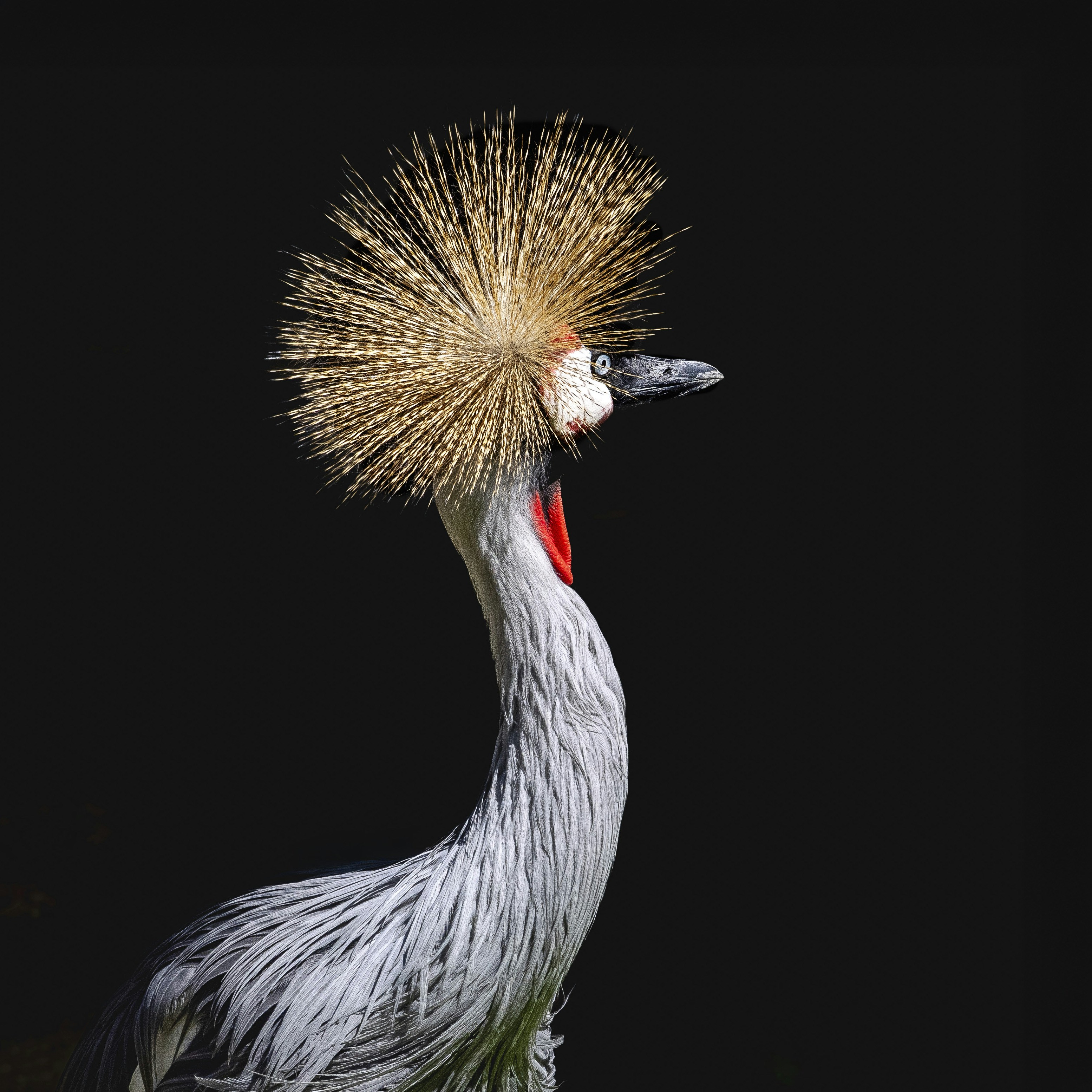 Grey Crowned Crane (Balearica regulorum) | A crowned crane with a distinctive headdress.