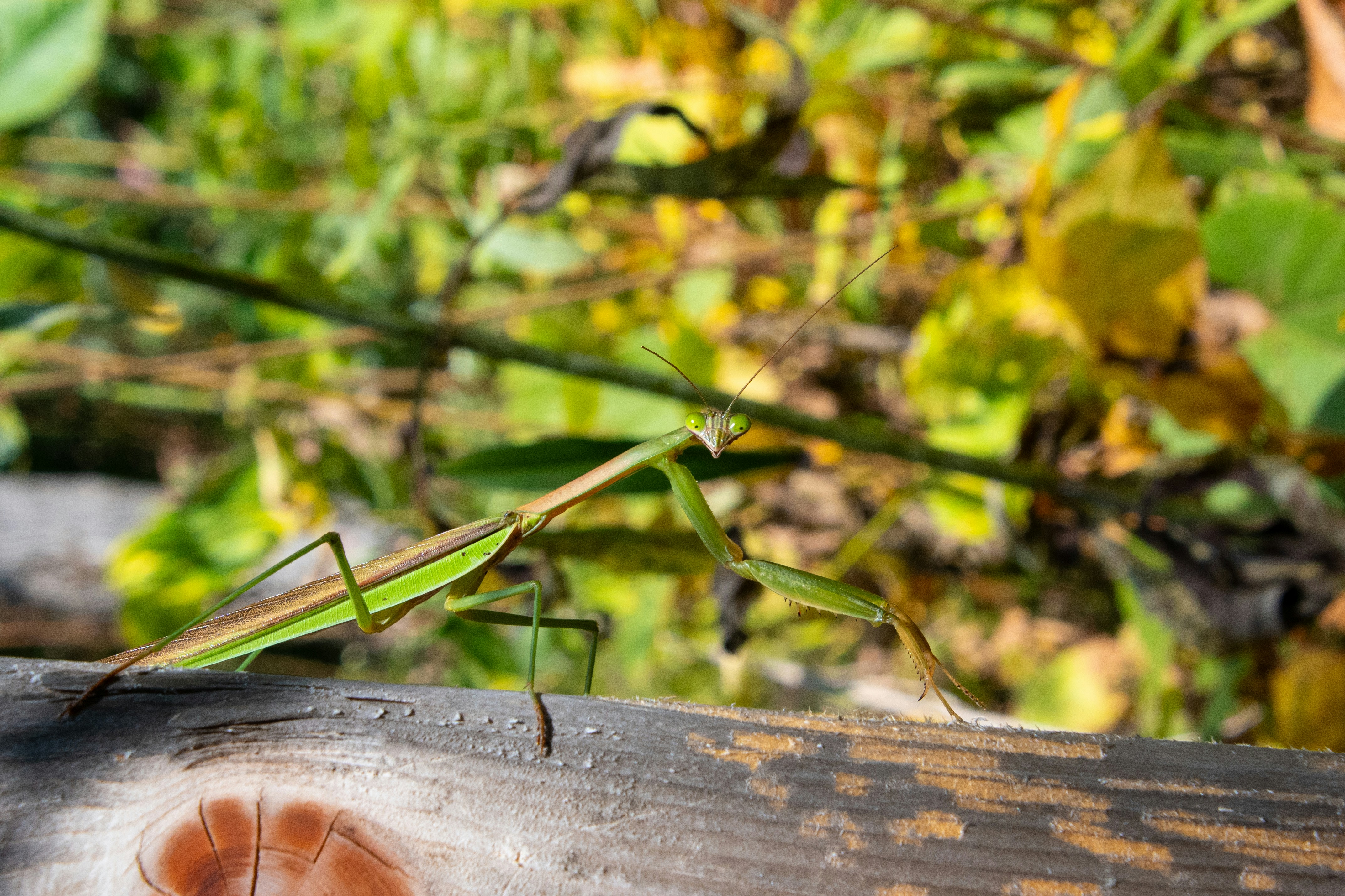 Eine grüne Gottesanbeterin auf einer Holzfläche. Foto – Kostenloses ...