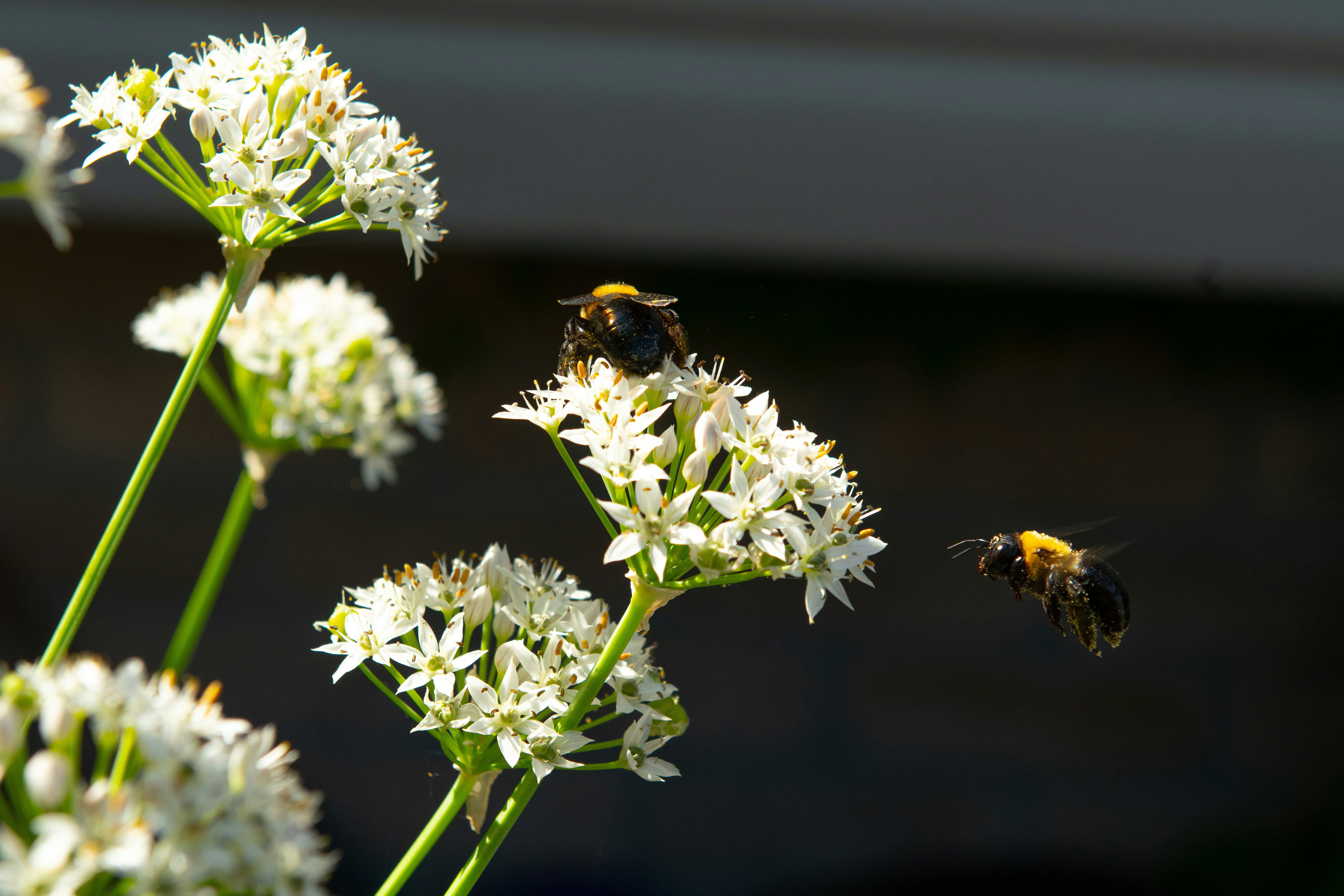 Two bumblebees interacting with white flowering plants, showcasing the intricate relationship between pollinators and flora.
