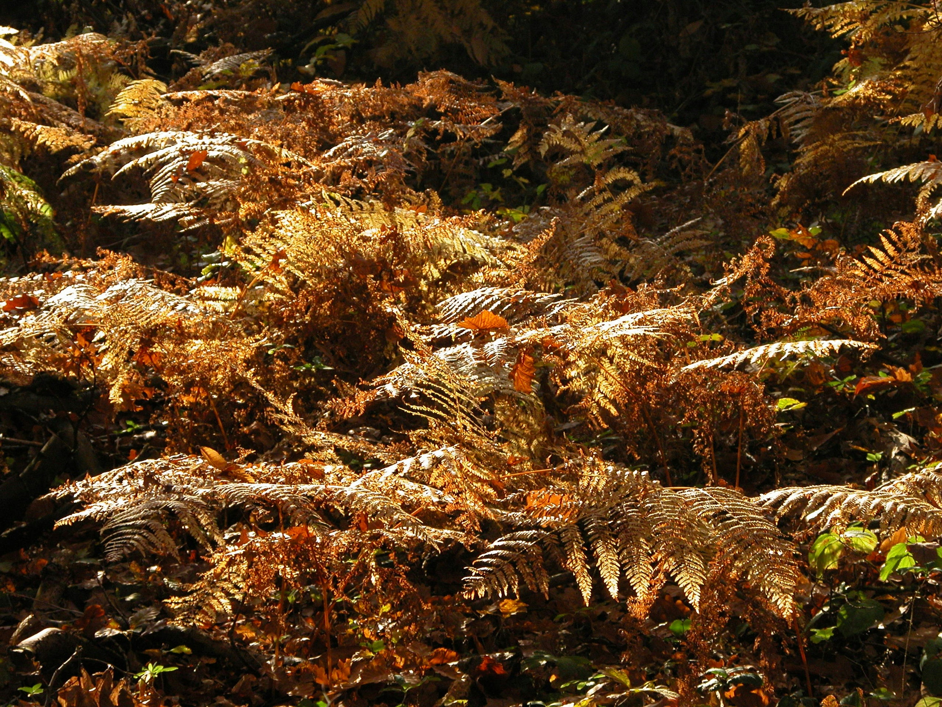 Fougères d'automne | Dry autumn ferns illuminated by sunlight.