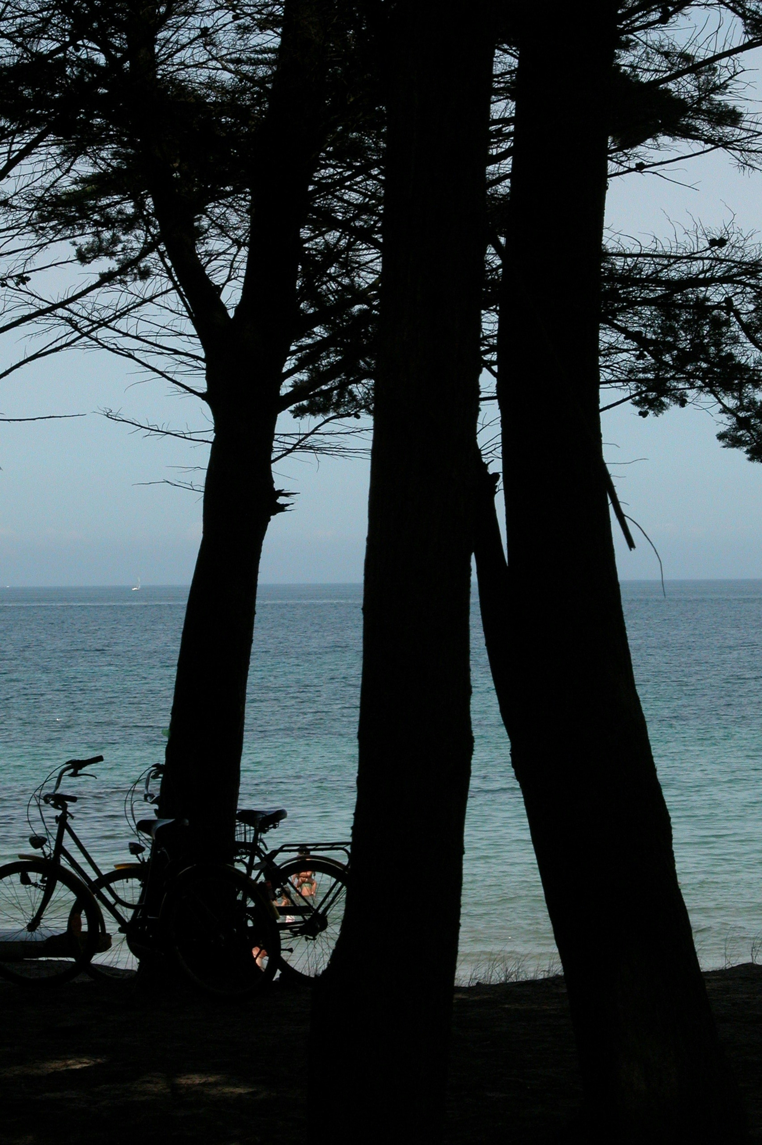 Contre-jour | Bicycles parked by the ocean through trees