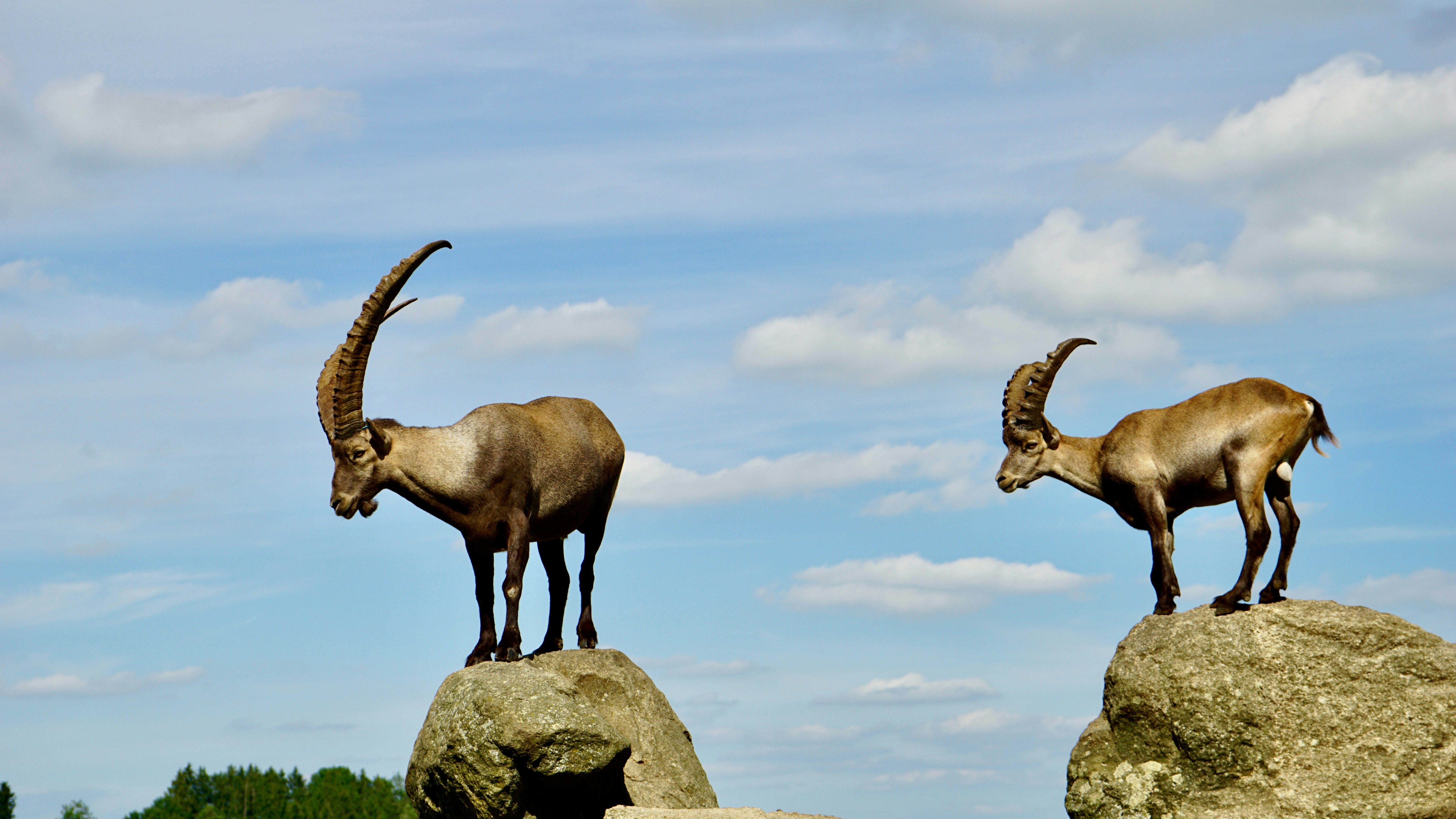 Two ibex goats standing on rocky outcrops