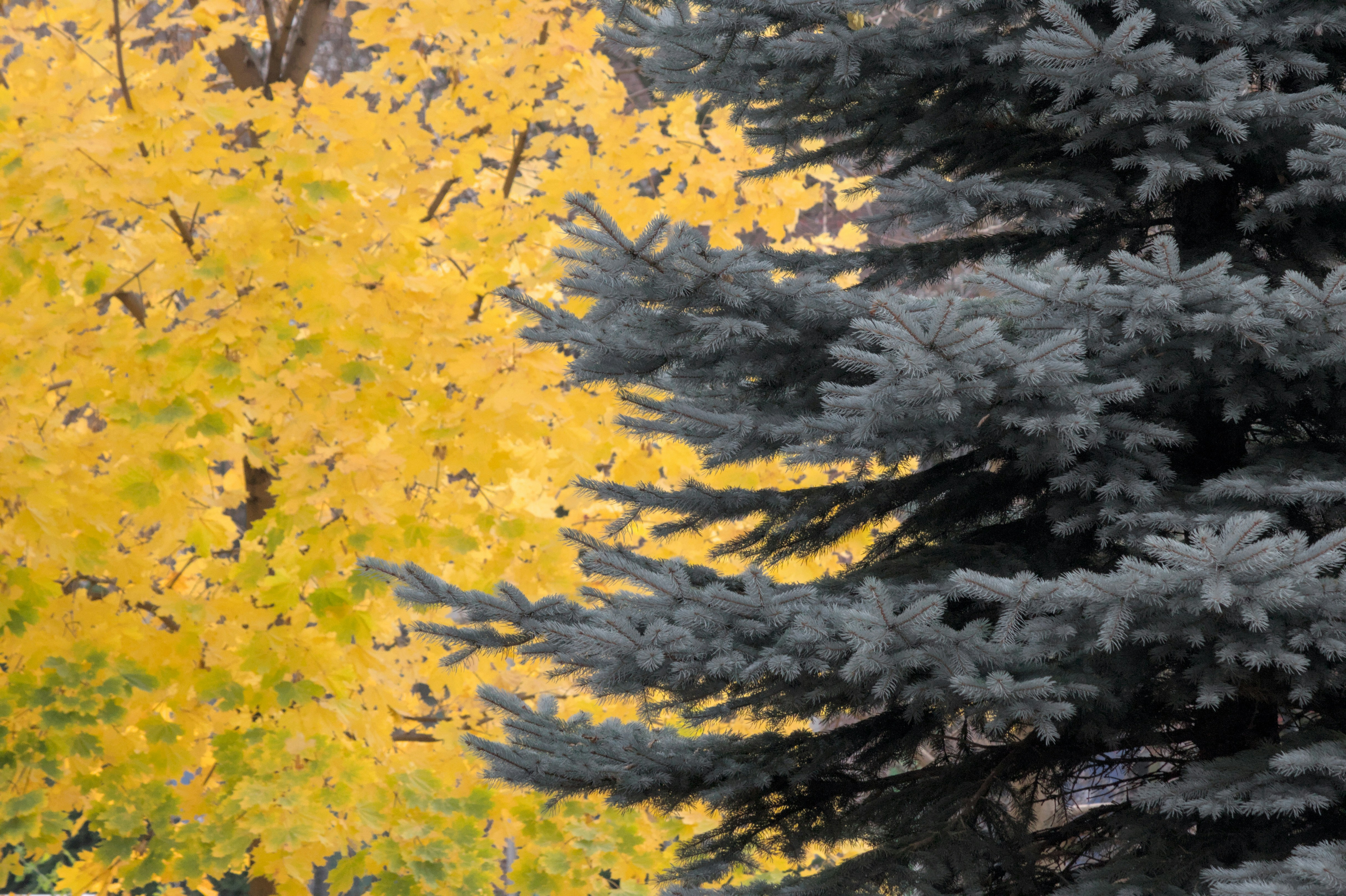 Vibrant yellow maple leaves juxtaposed with dark green conifer branches create a striking seasonal contrast.