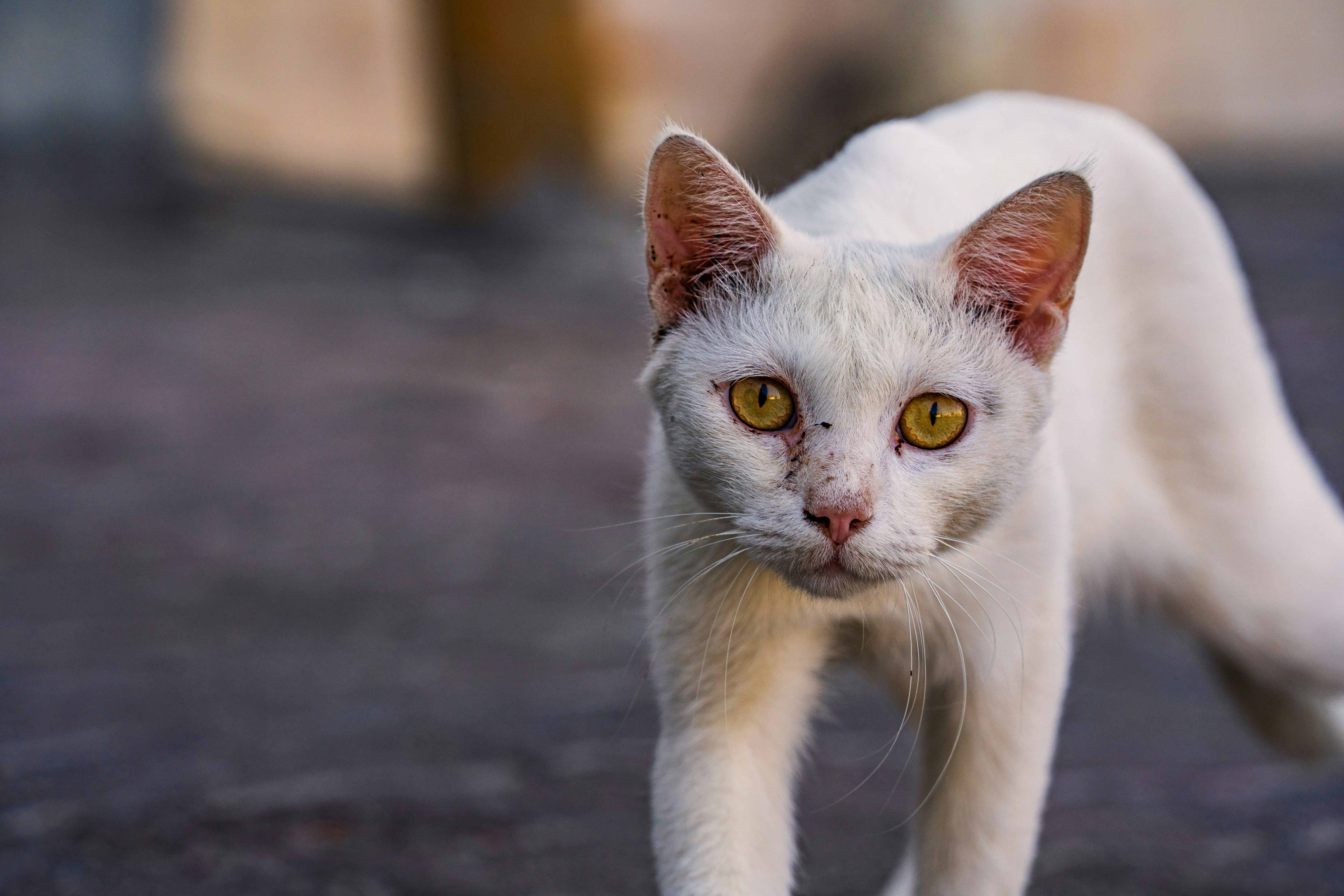 Whiskered Watcher: The Curious Cat