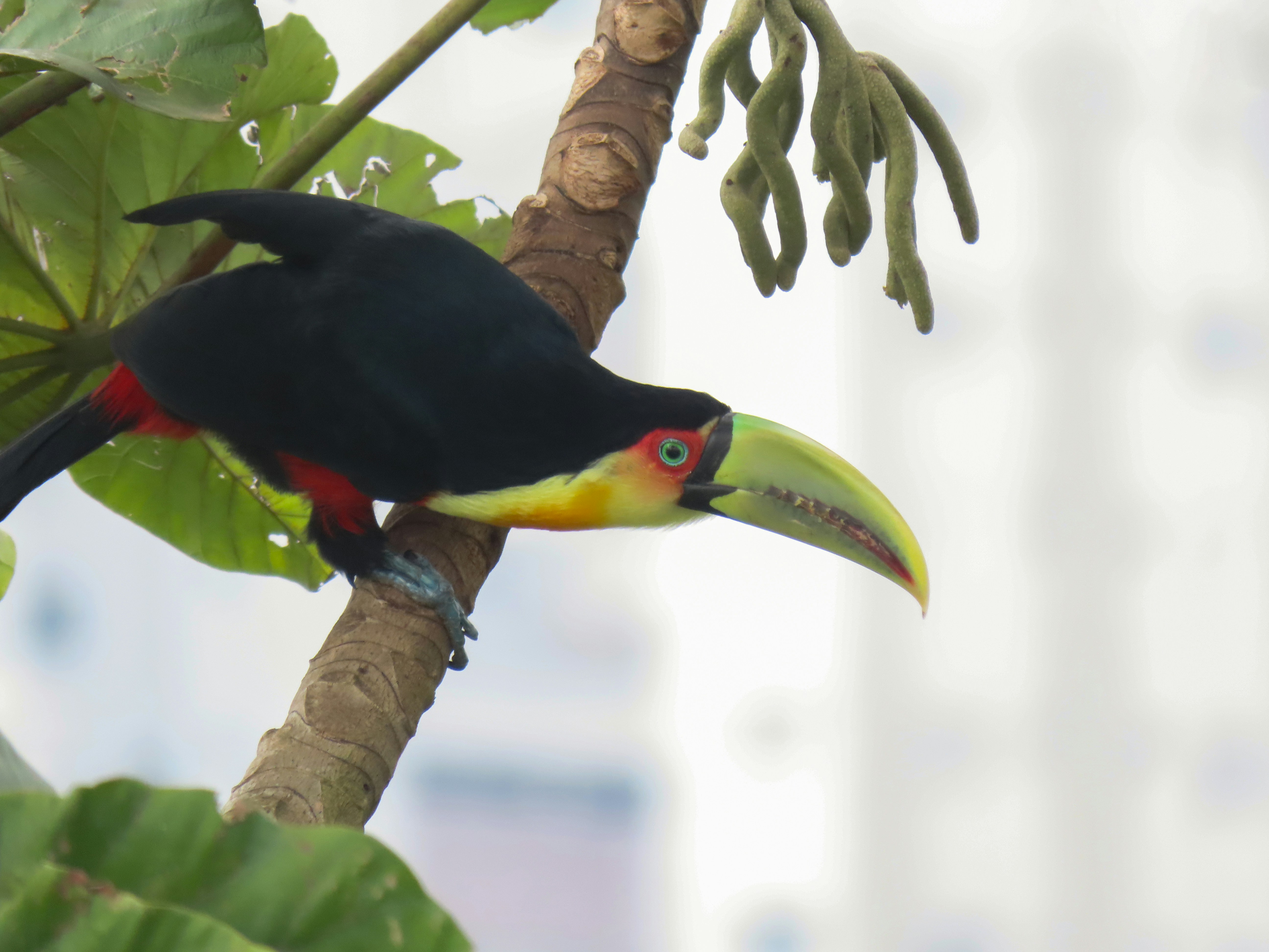 Tucano-de-bico-verde/Red-breasted Toucan (Ramphastos dicolorus)