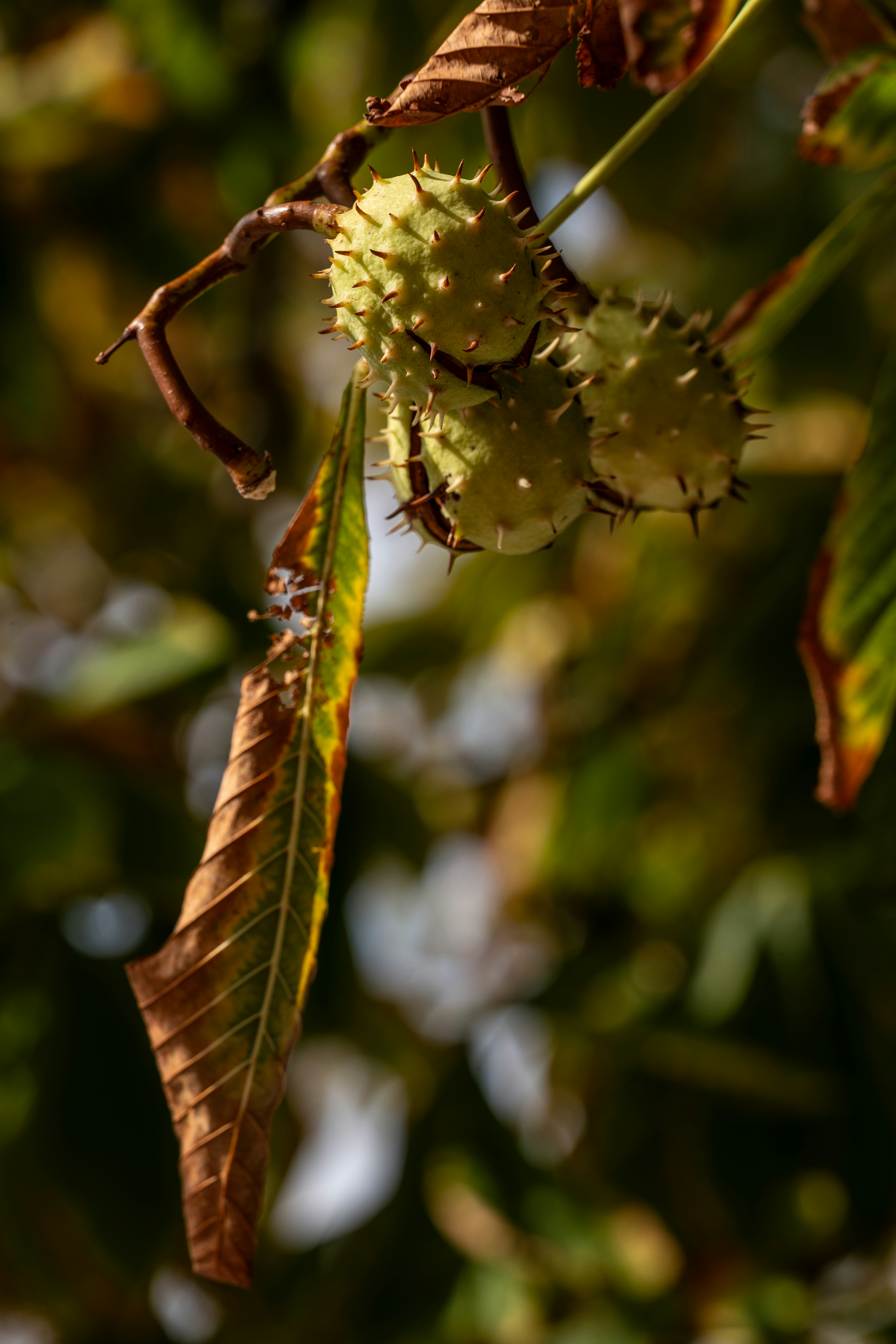 Nature's Prickly Treasure: The Chestnut Cluster