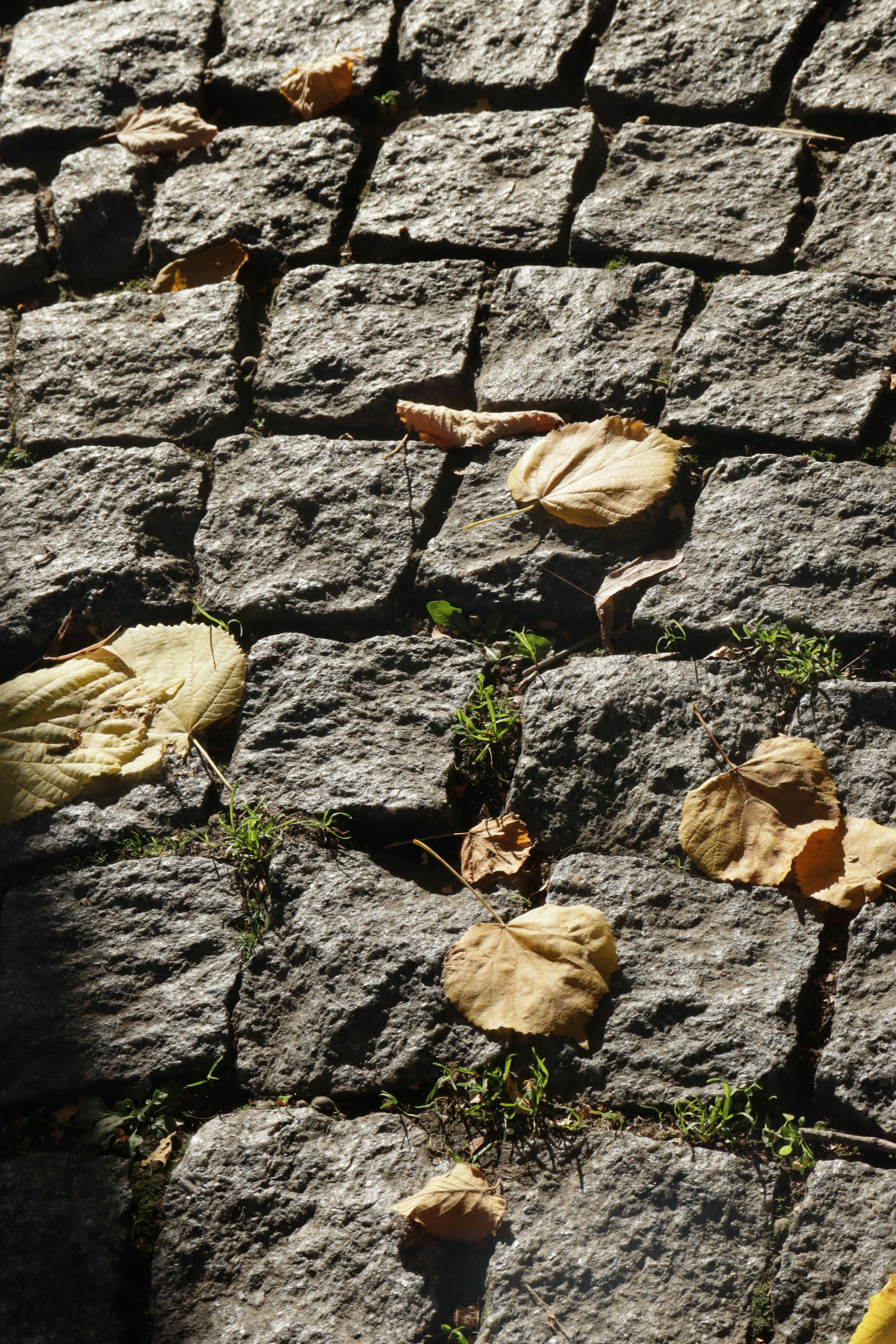 Nature's Mosaic: The Dance of Leaves and Stones