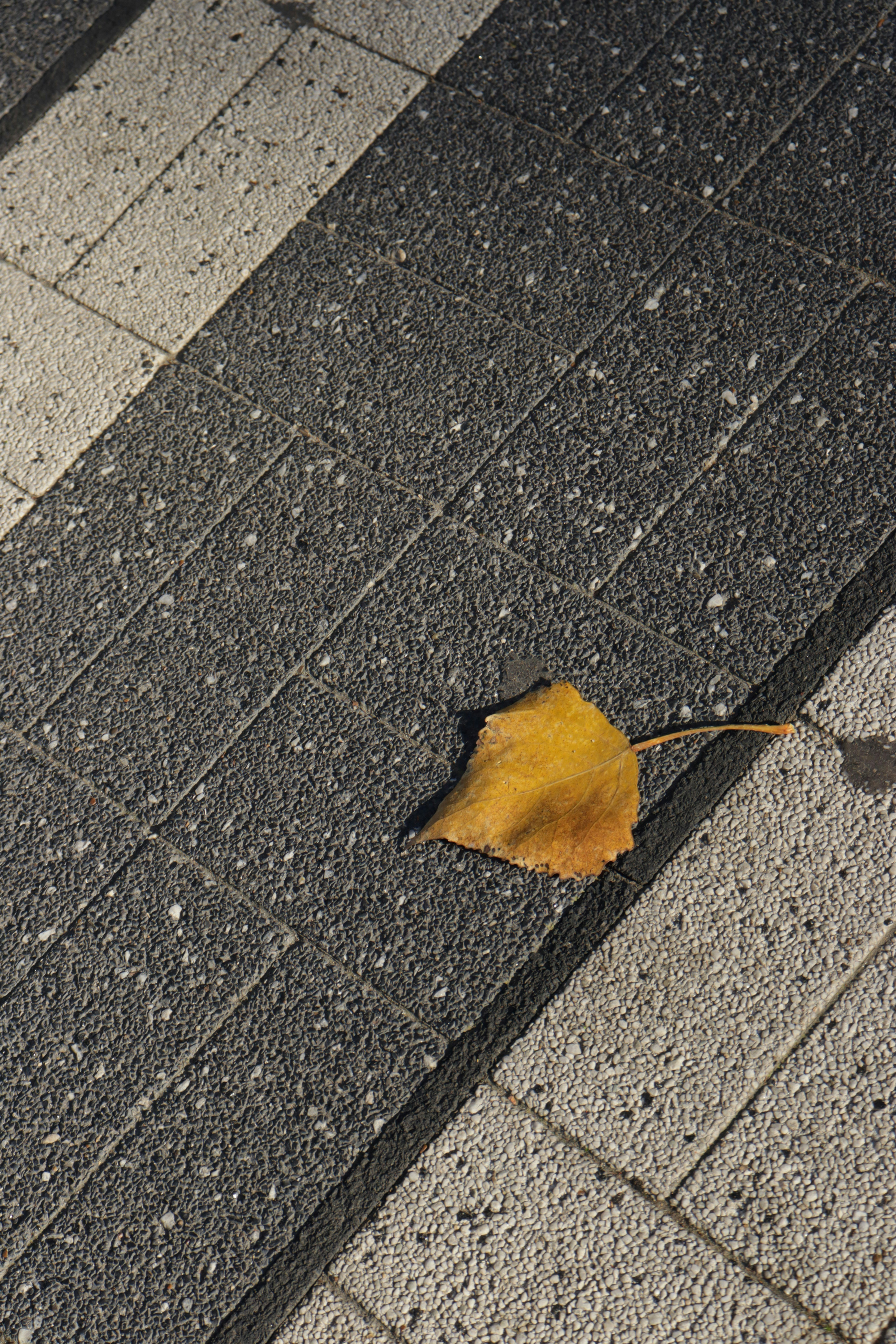 Autumn's Last Whisper on City Streets