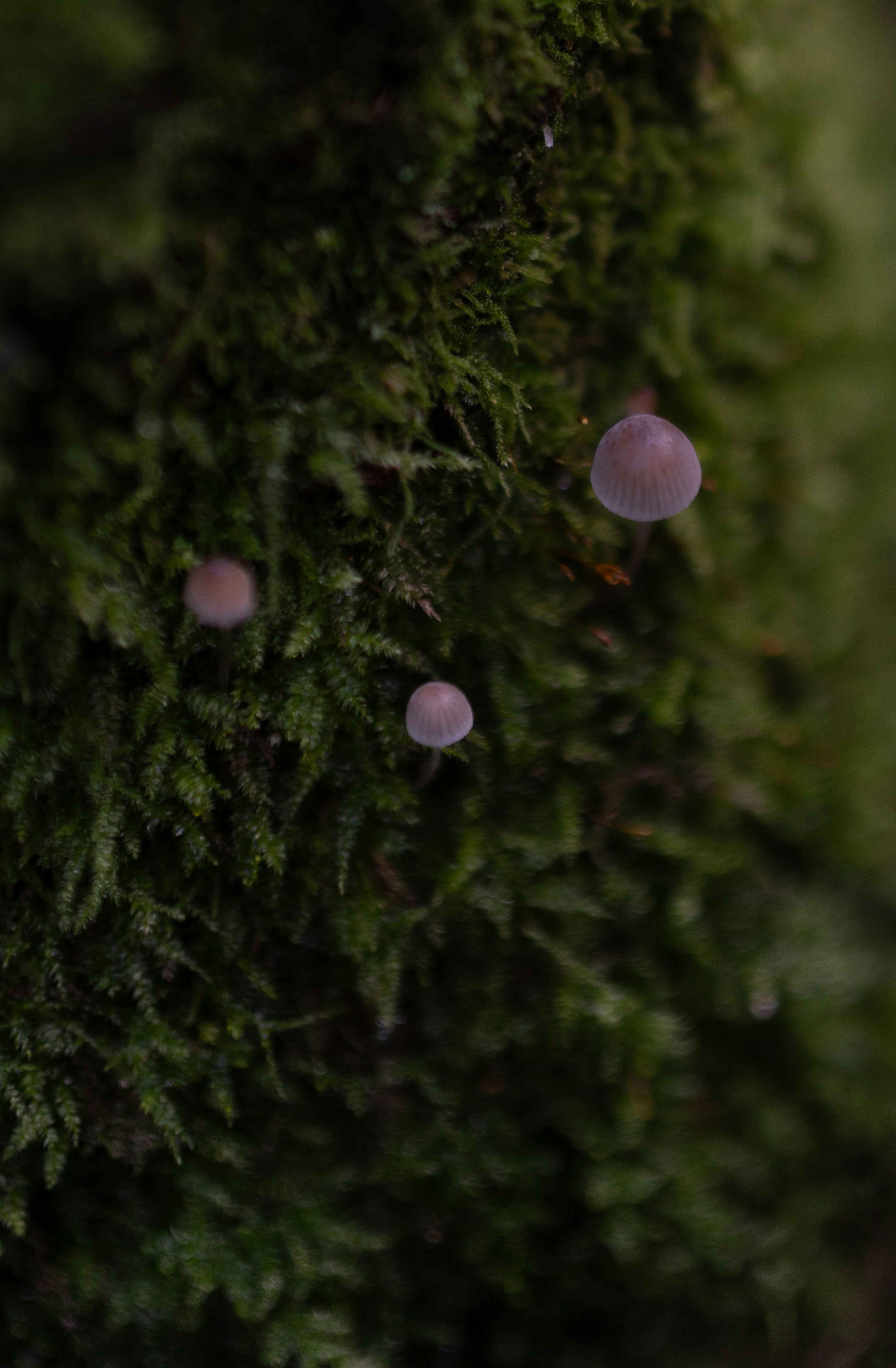 Mossy backdrop with tiny purple cups: a forest floor discovery
