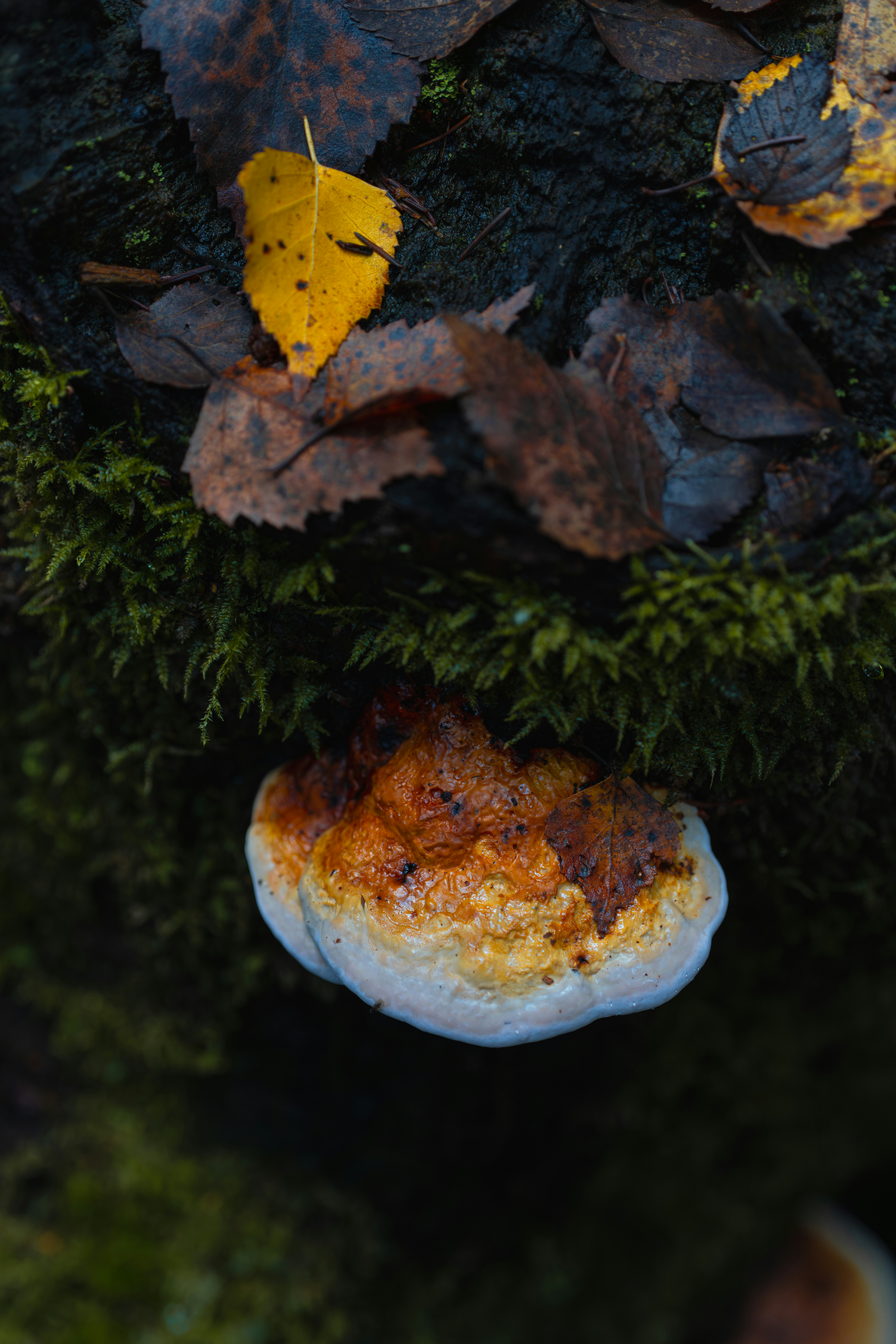 Amber-bracket on Moss: A Quiet Pendant of Autumn