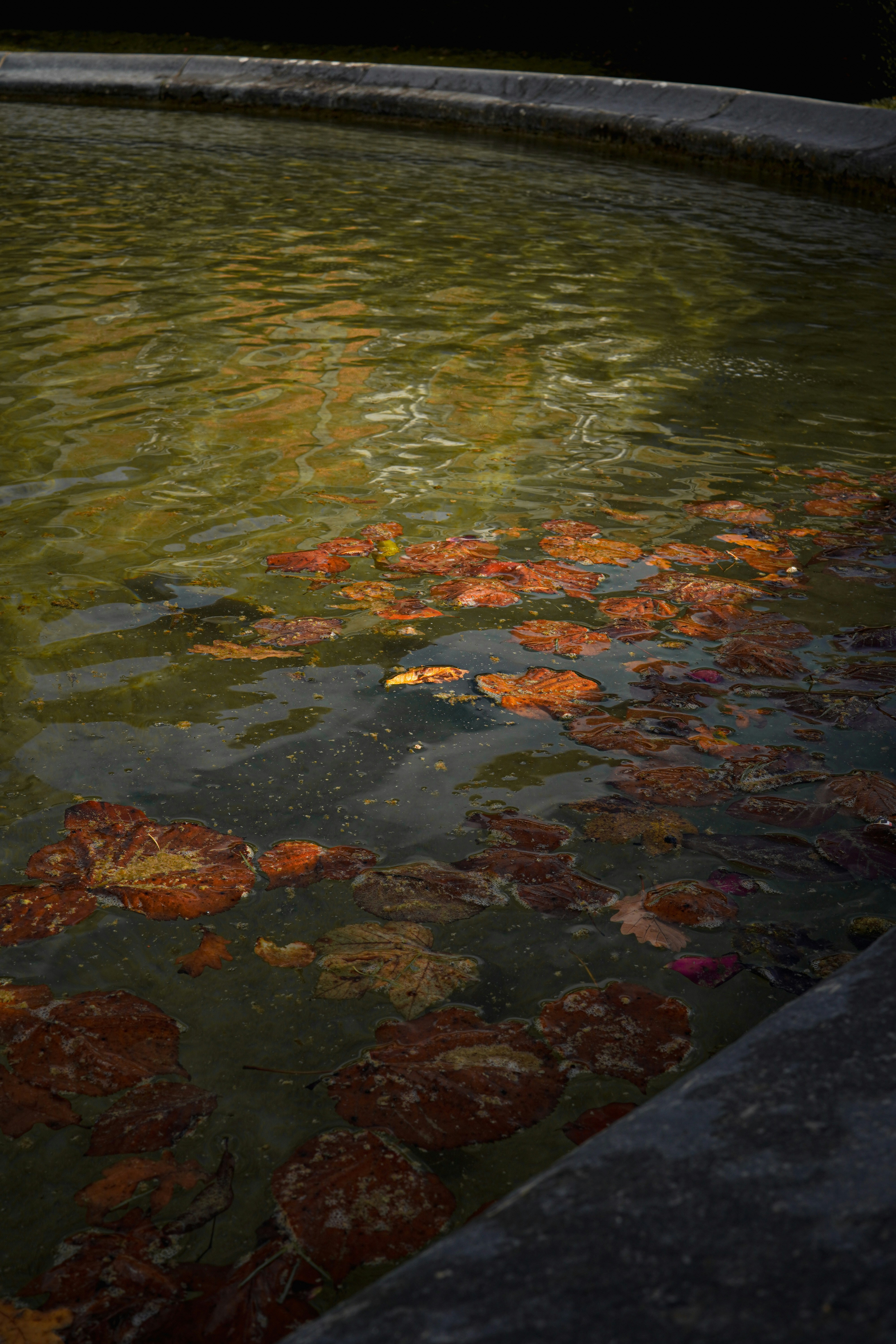 Autumn Ripples: Leaves Resting in a Sunlit Pond