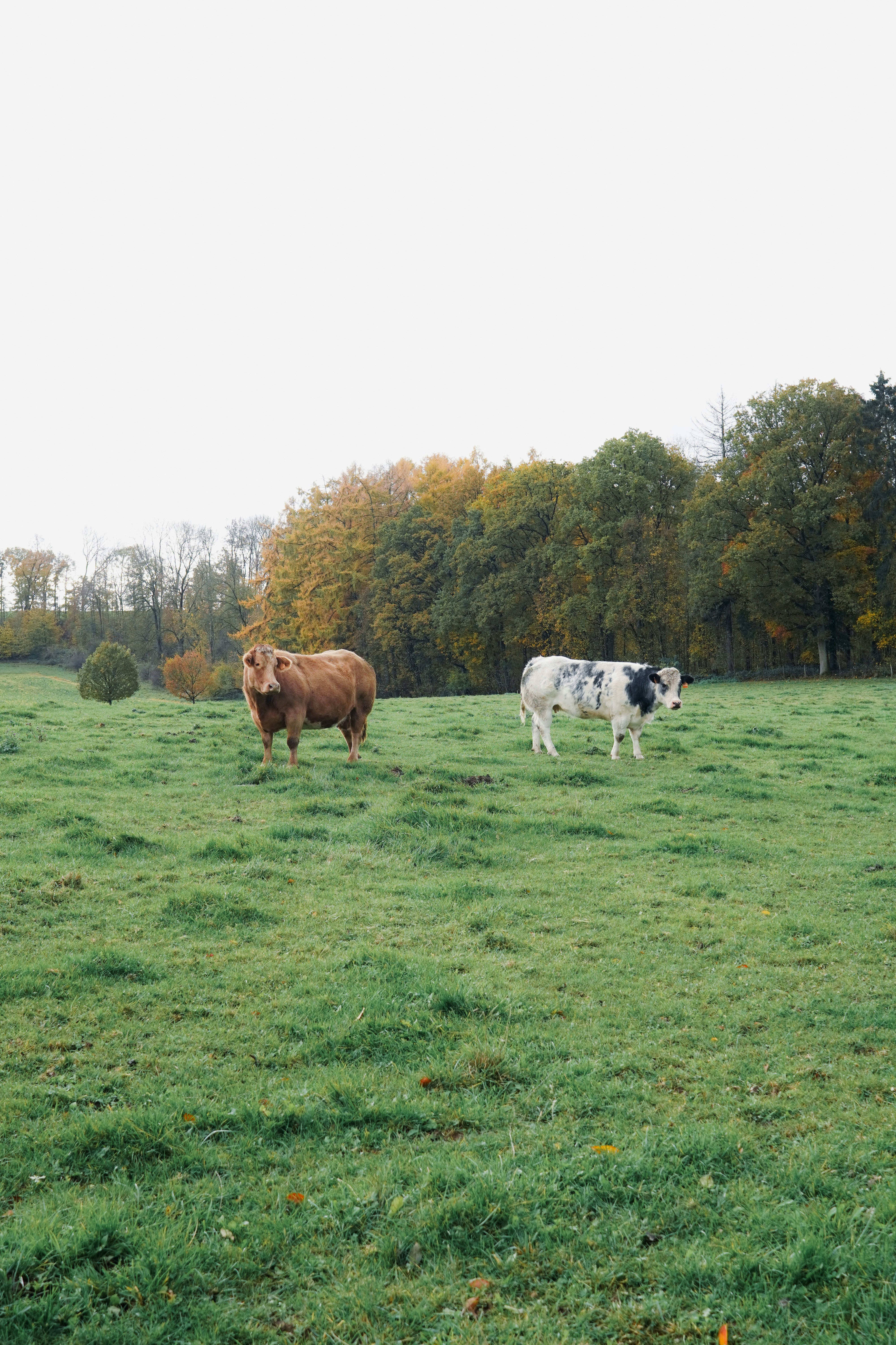 Gentle Grazers in Autumn's Embrace