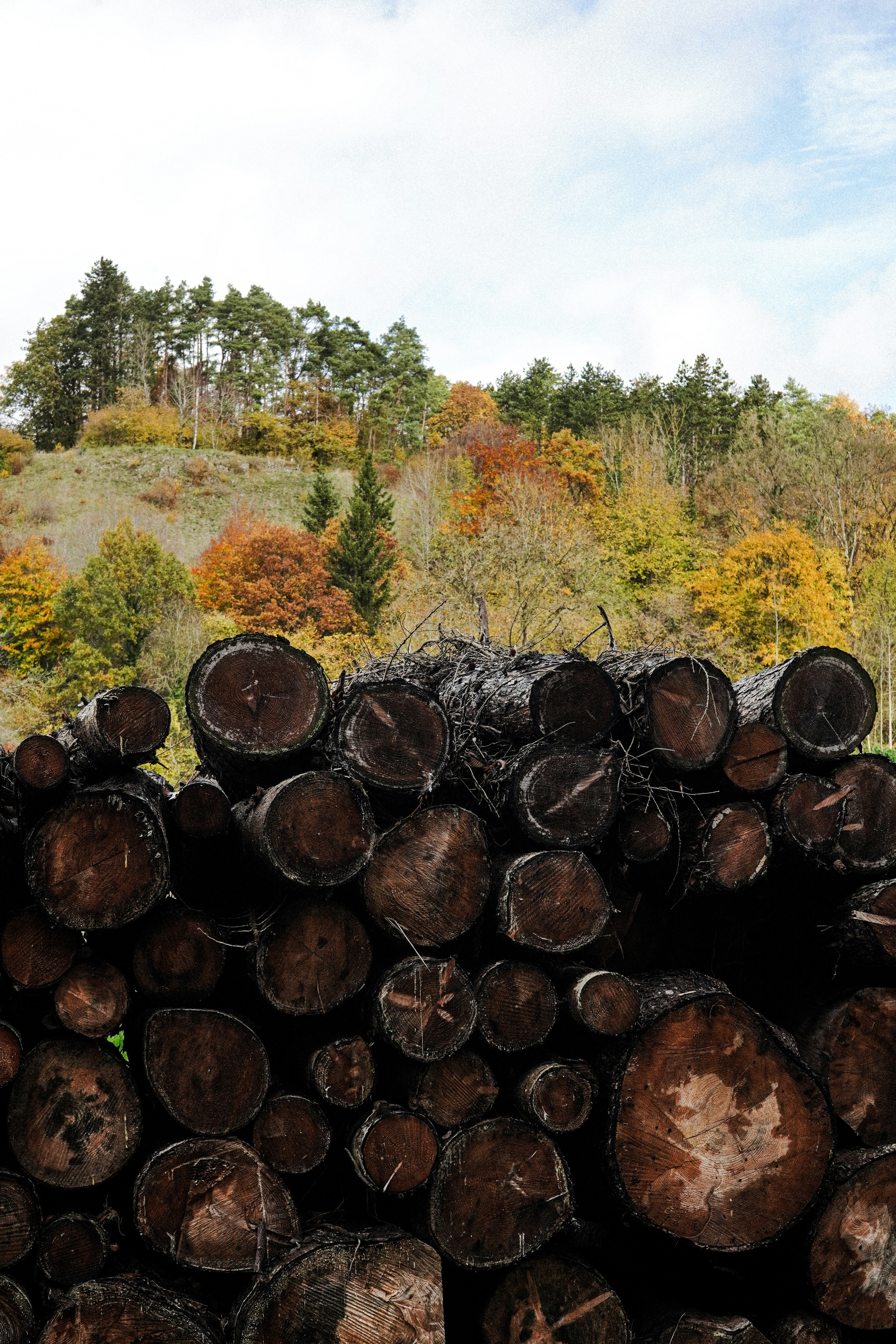Autumn's Timber: A Rustic Tapestry