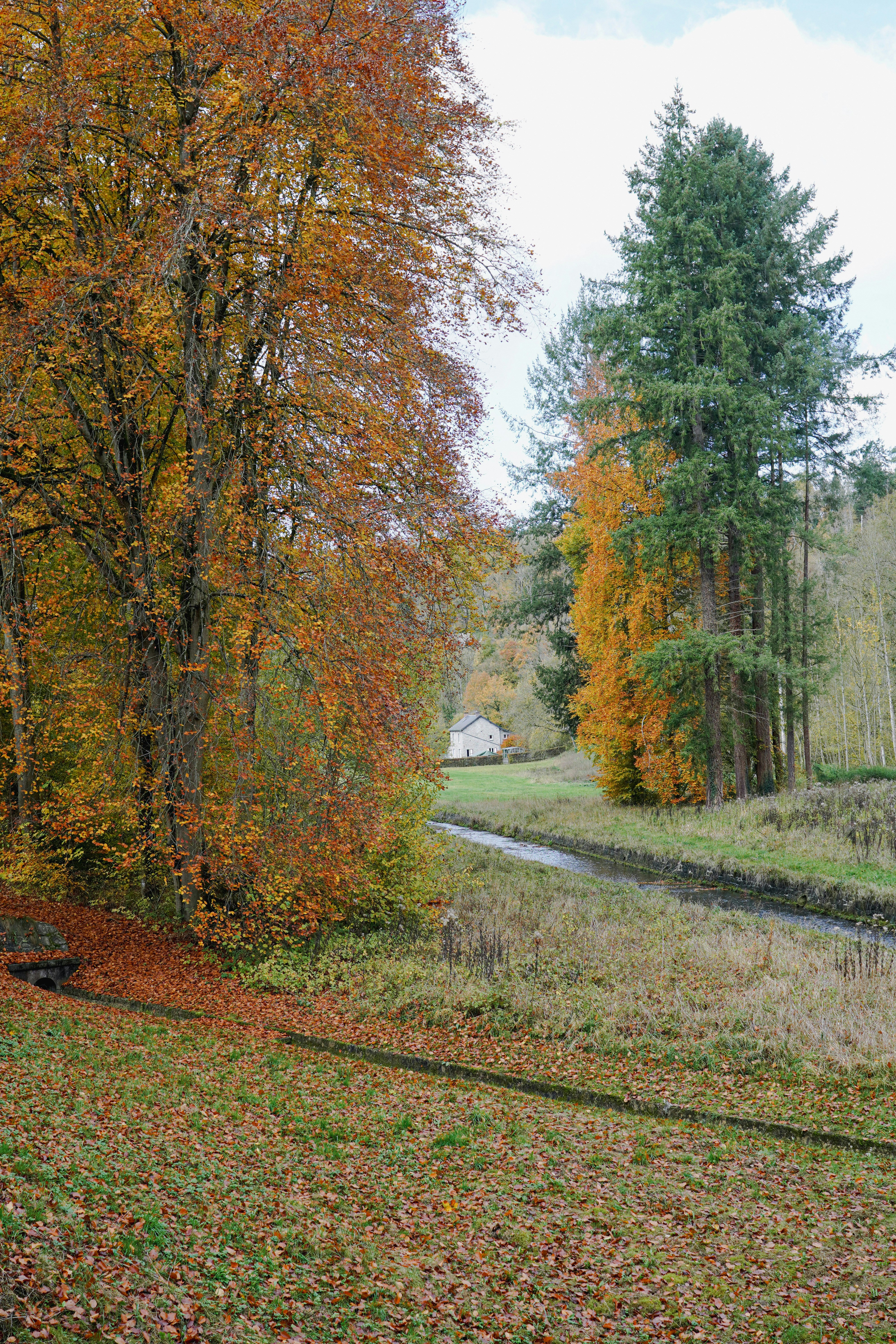 Autumn Lane by the Canal