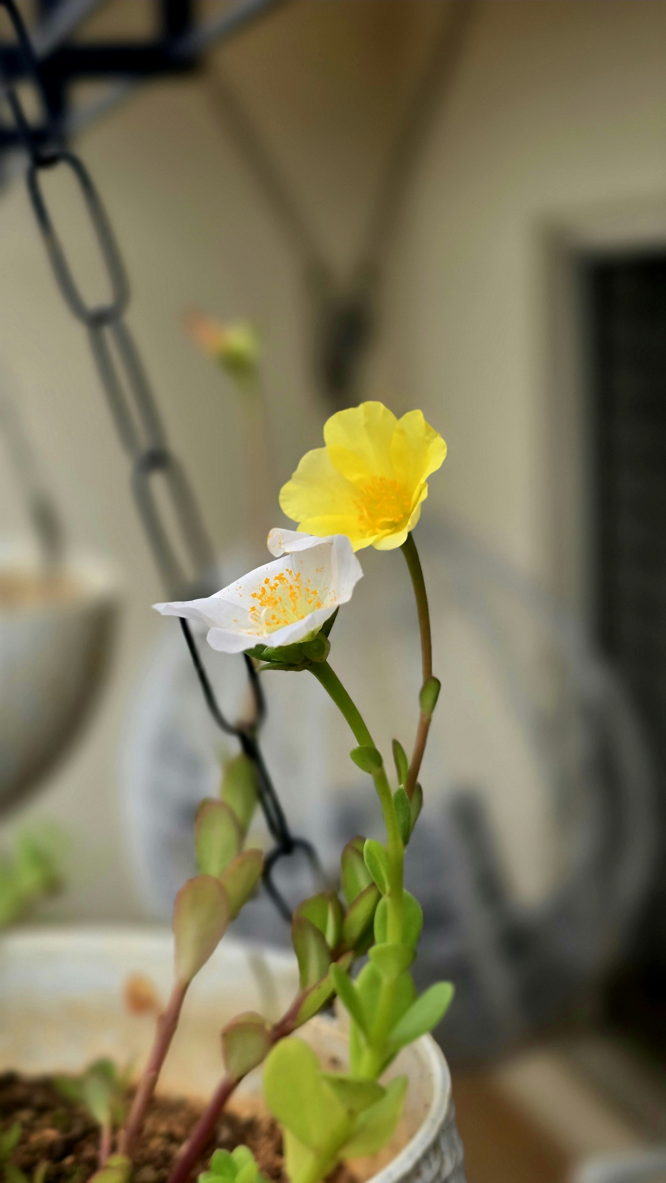Sunlit Yellow Bloom on a Quiet Balcony with Chain Backdrop