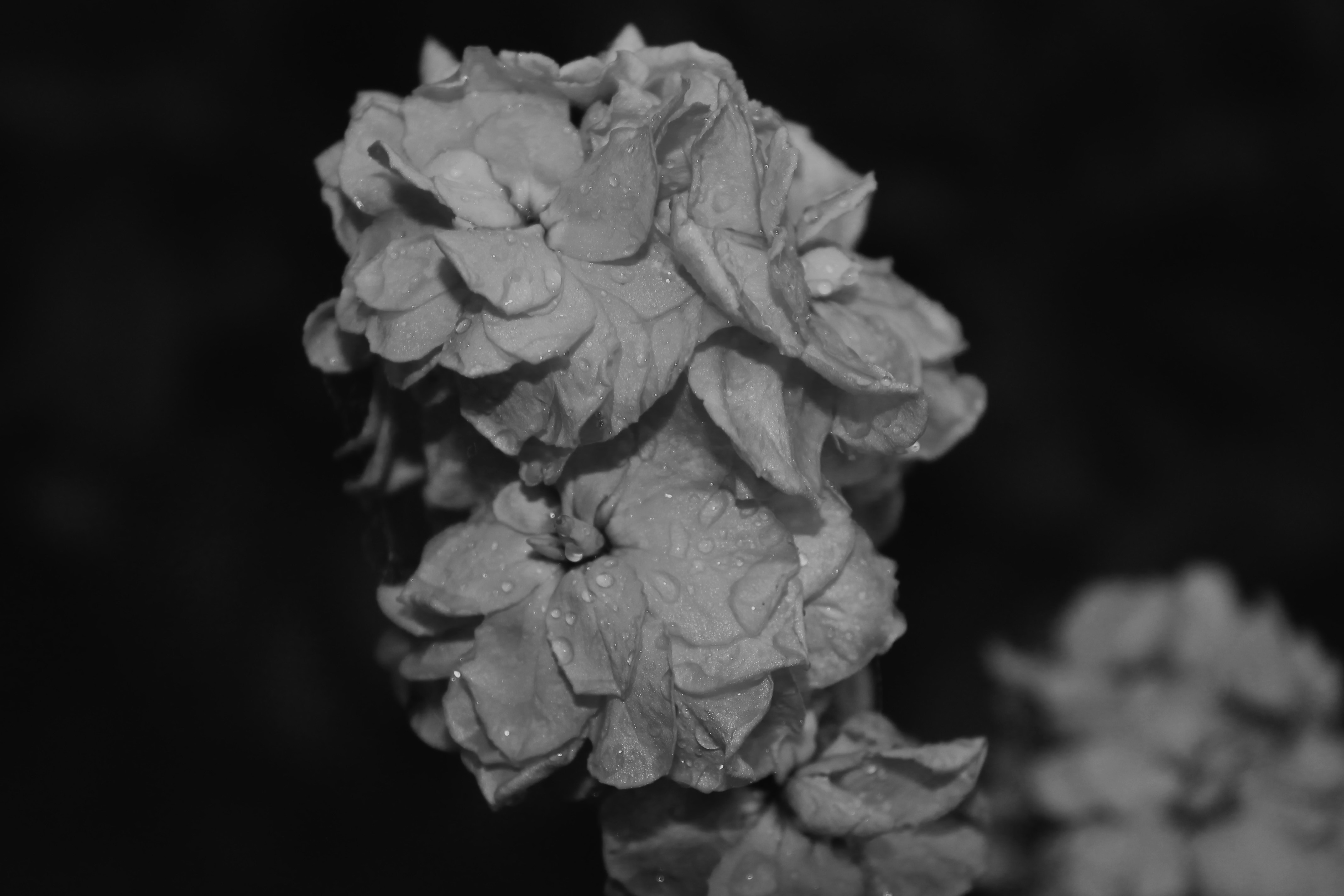 Whispers of Nature: A Monochrome Blossom