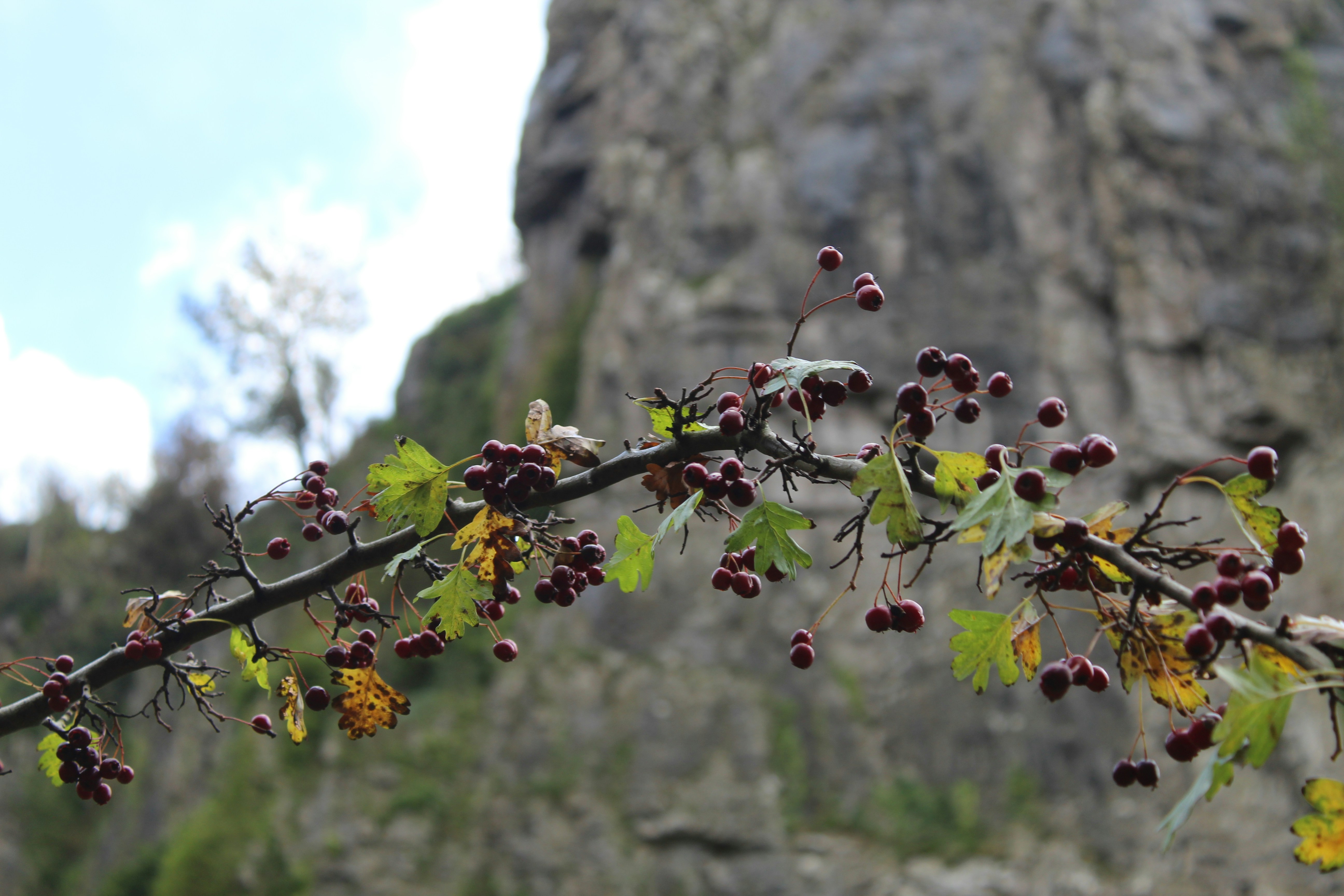 Nature's Palette: A Branch of Autumn's Bounty