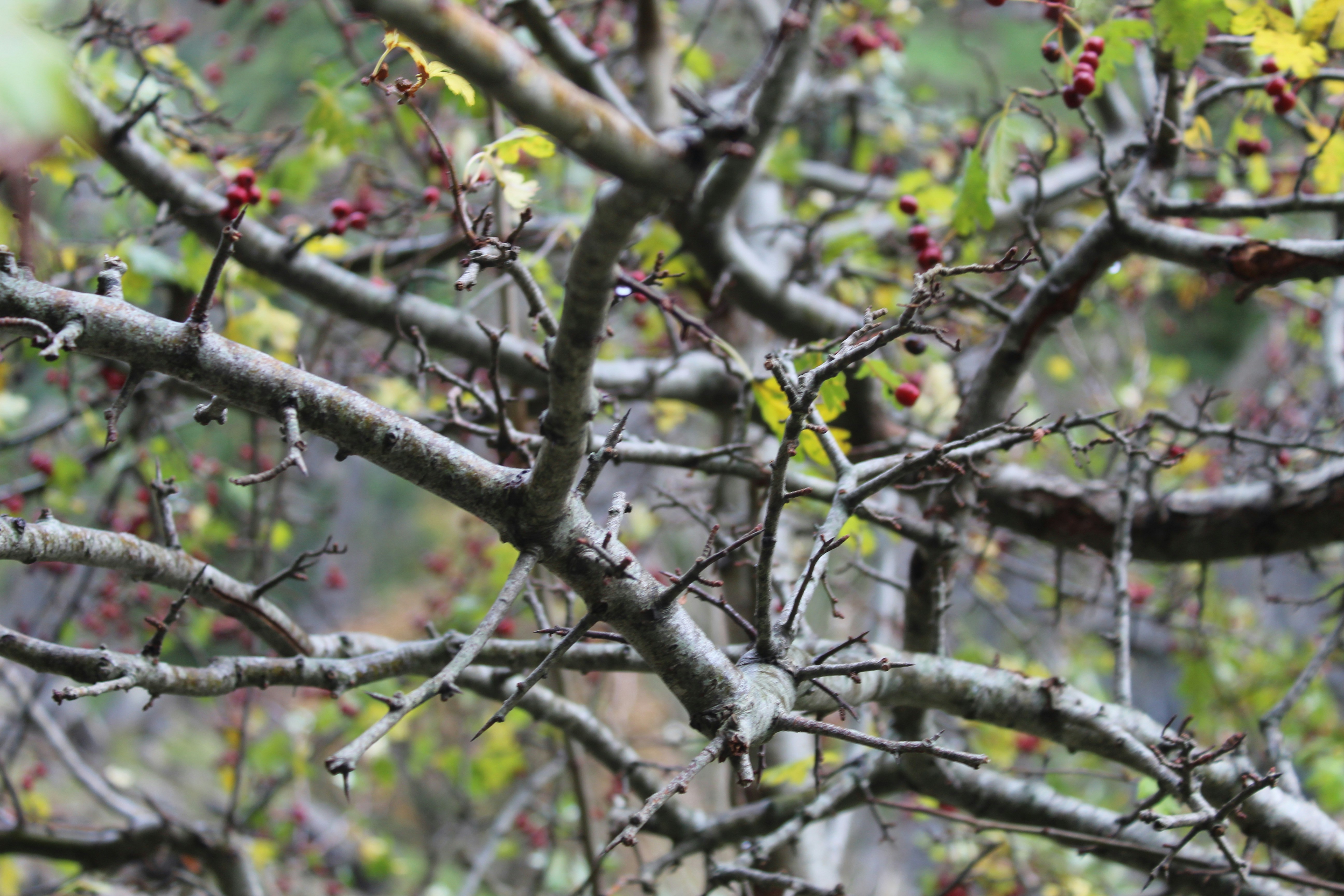 Red Speckles in a Grey Twig Lattice