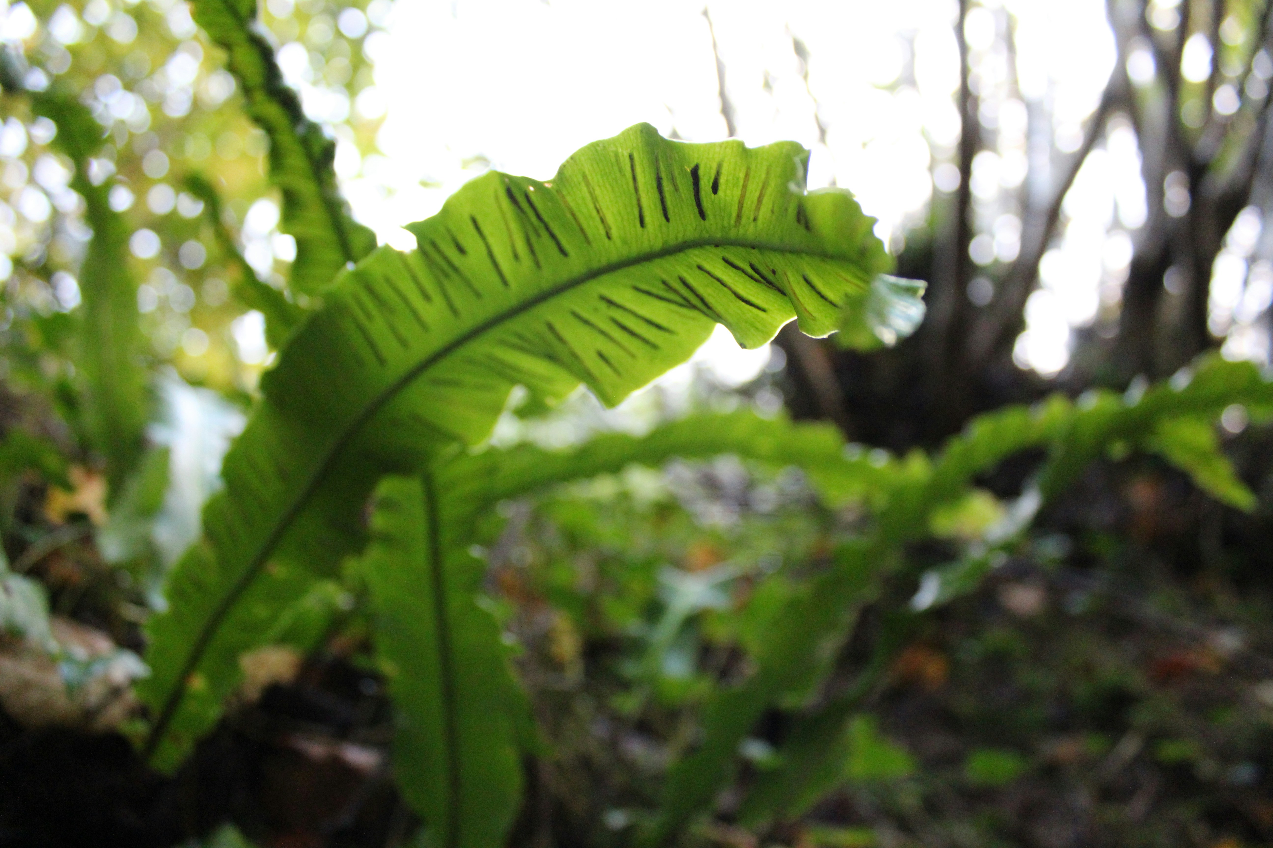 Emerald Fringe in Quiet Canopy: A Macro Portrait of a Leaf's Edge