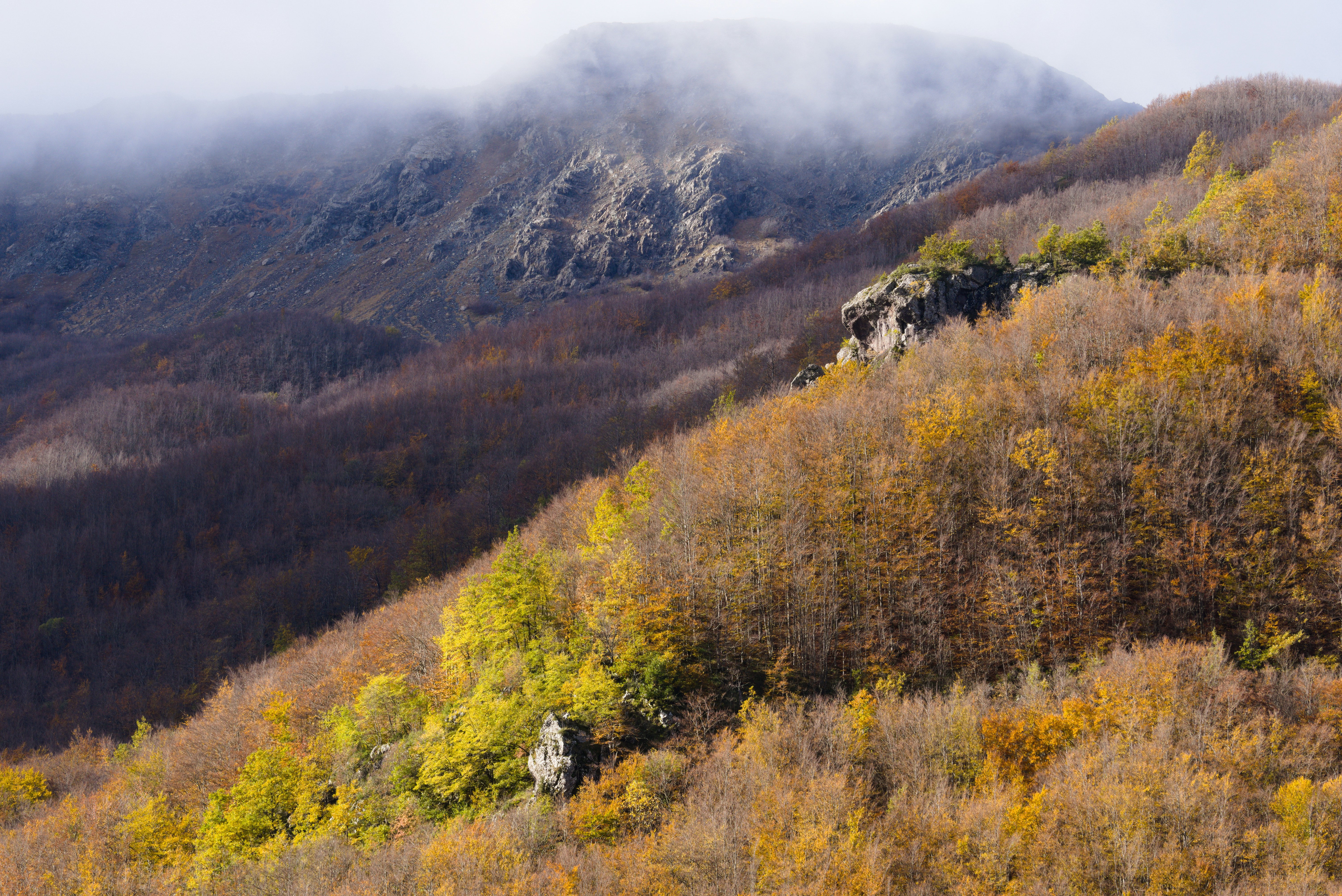 Autumn trees on a misty mountain slope