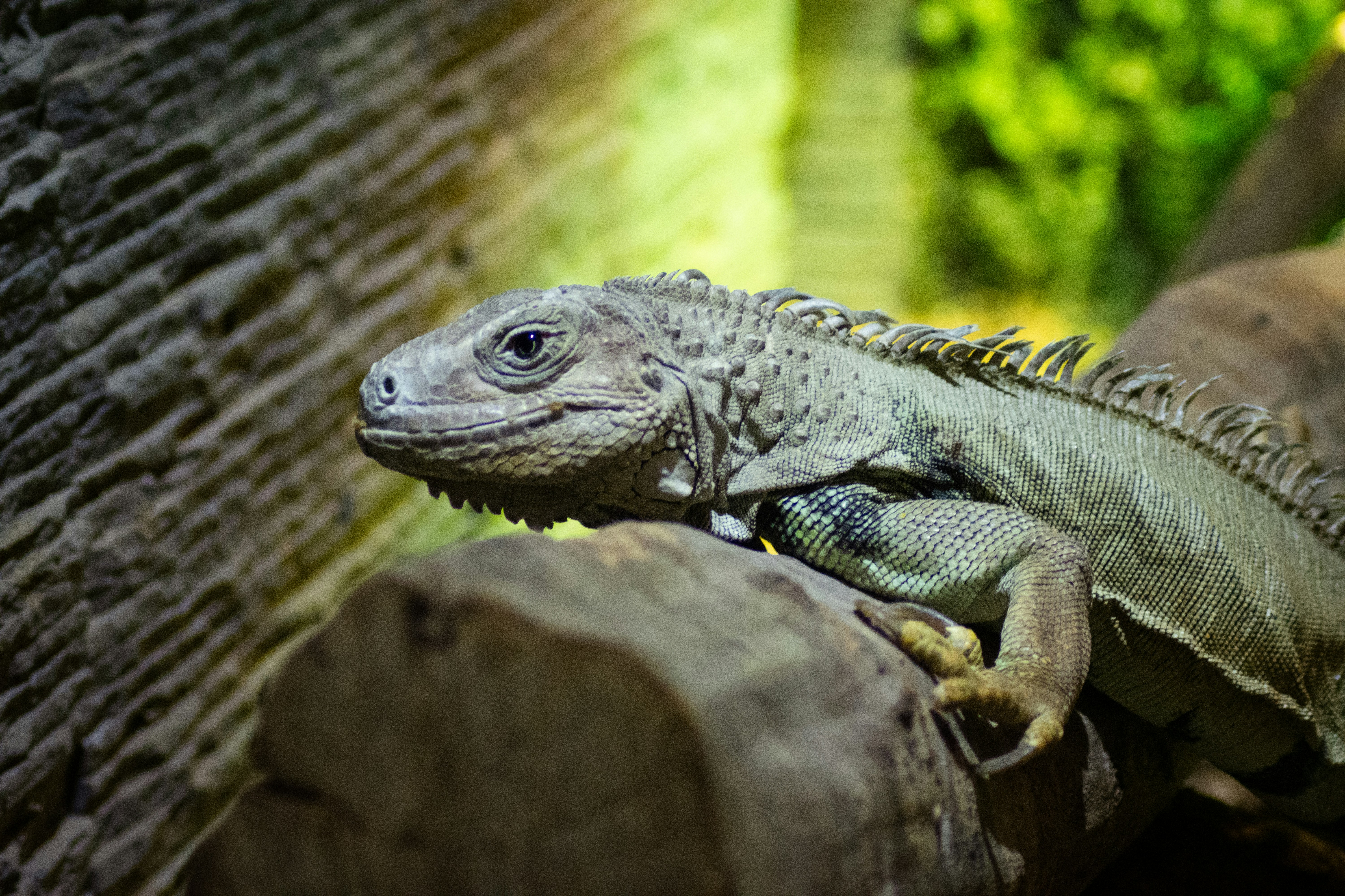 A close-up of a lizard resting on a log, showcasing its textured skin and alert demeanor against a softly blurred green background.