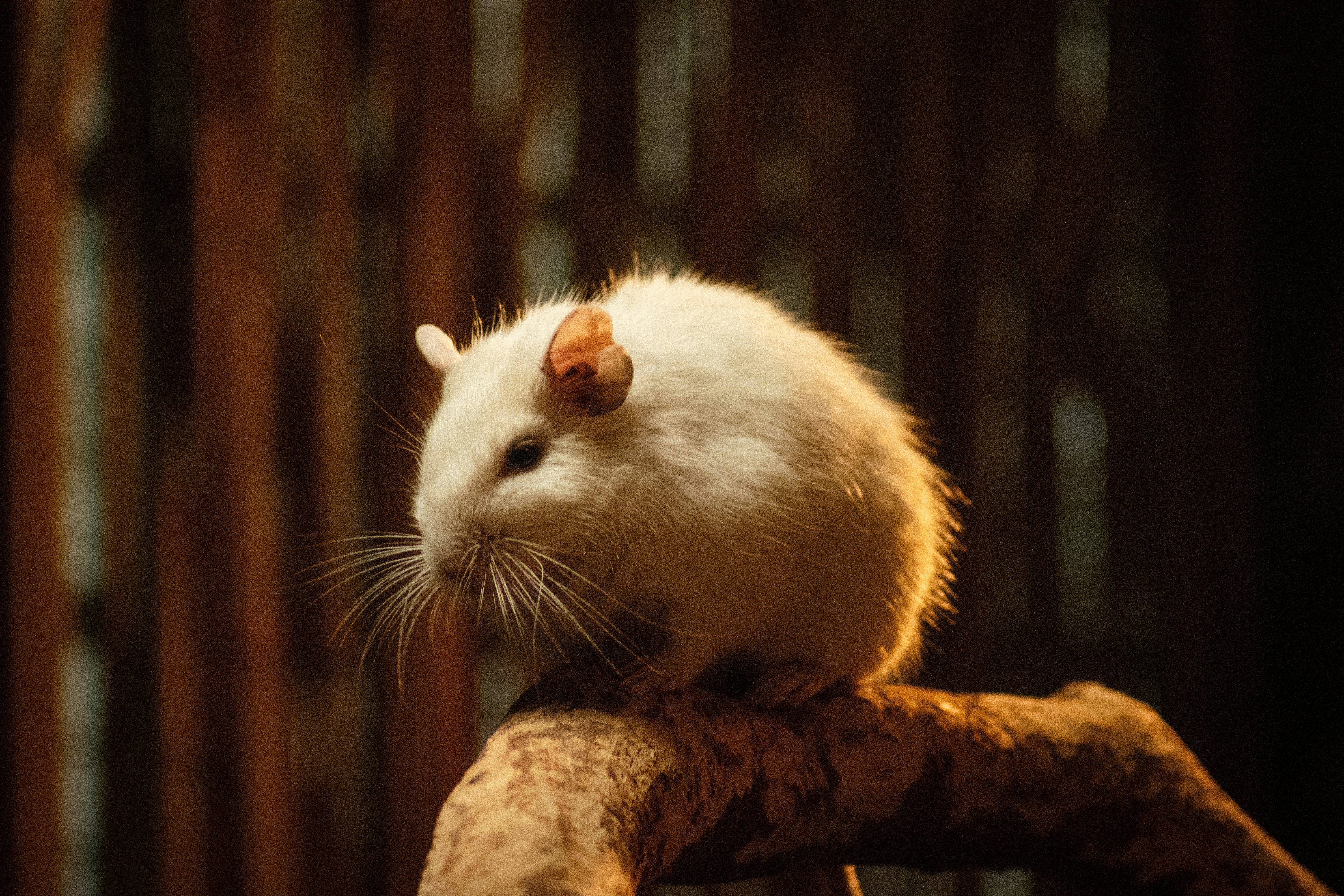 Whiskers in the Golden Glow