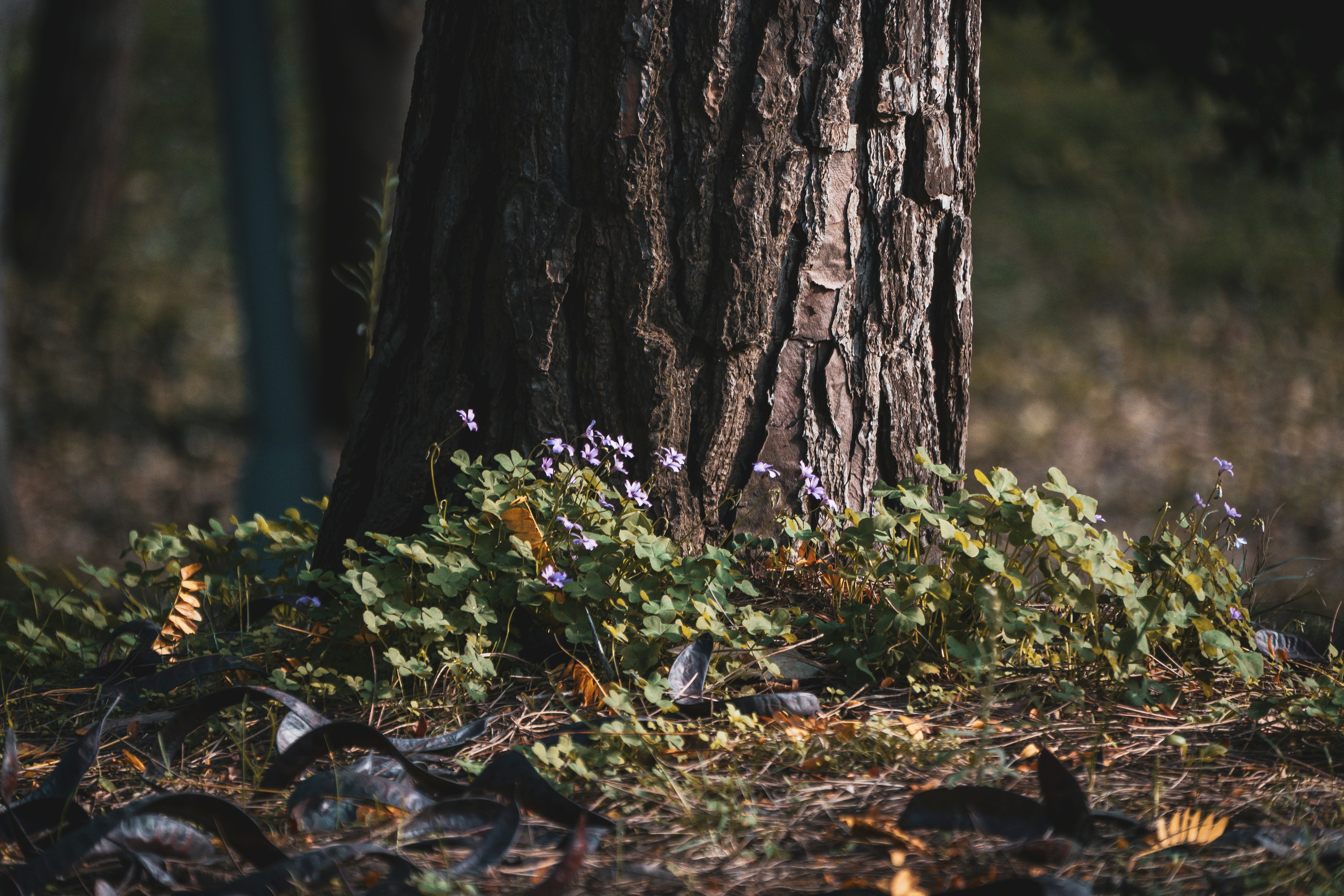 Whispers of Nature Beneath the Ancient Tree