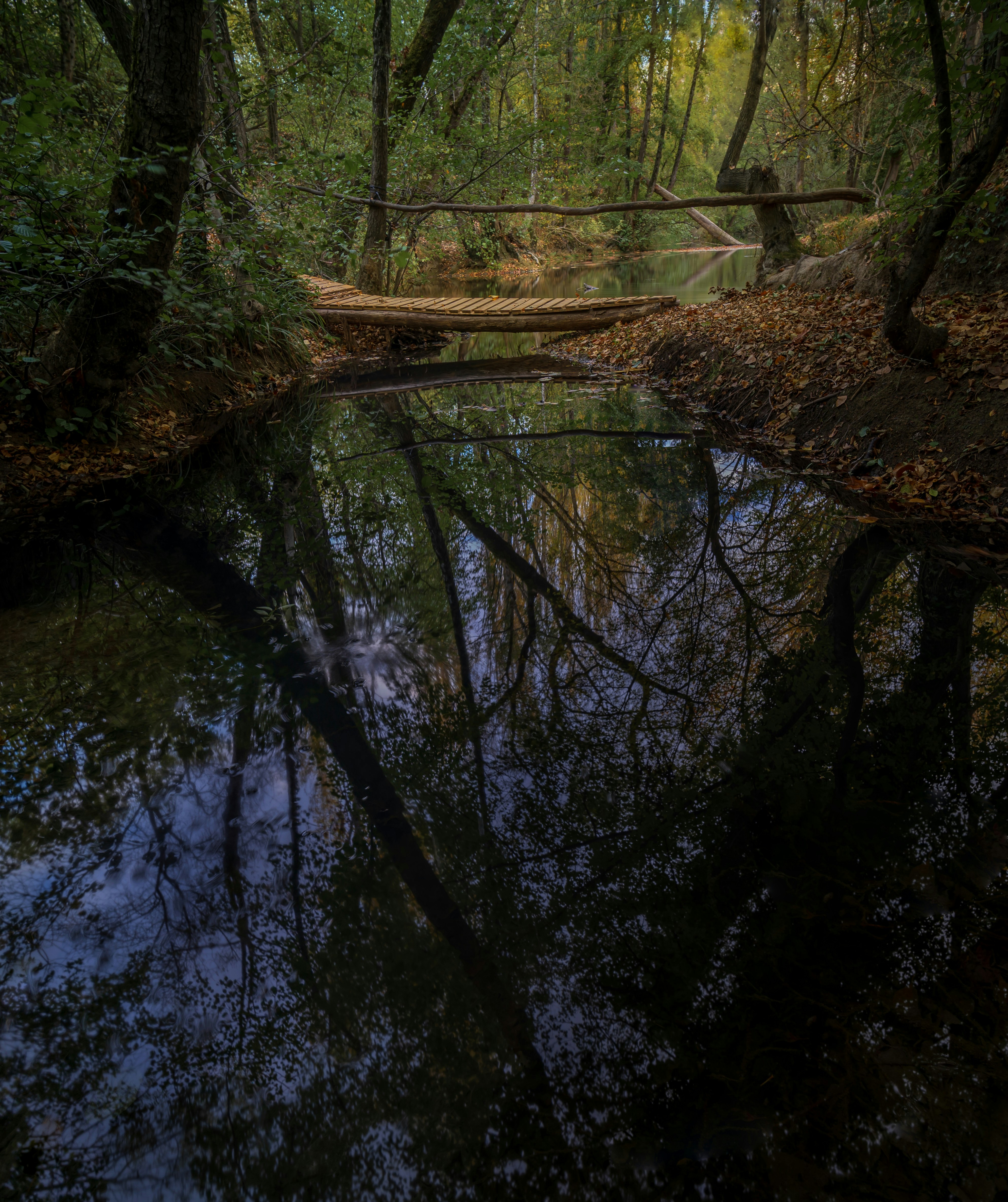 Whispers of the Tranquil Stream