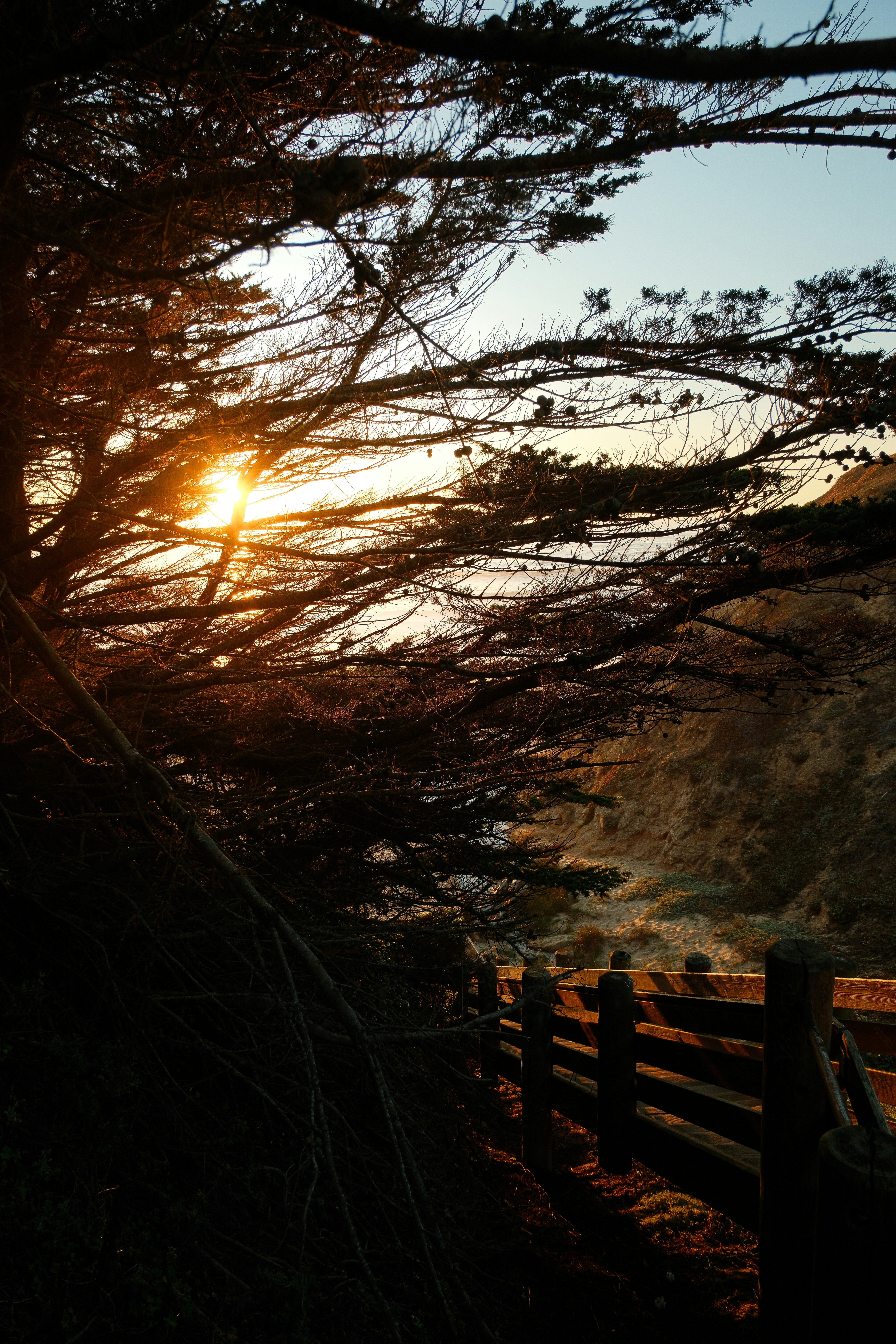 Dusk Light Through Coastal Pines Over a Cliffside Trail