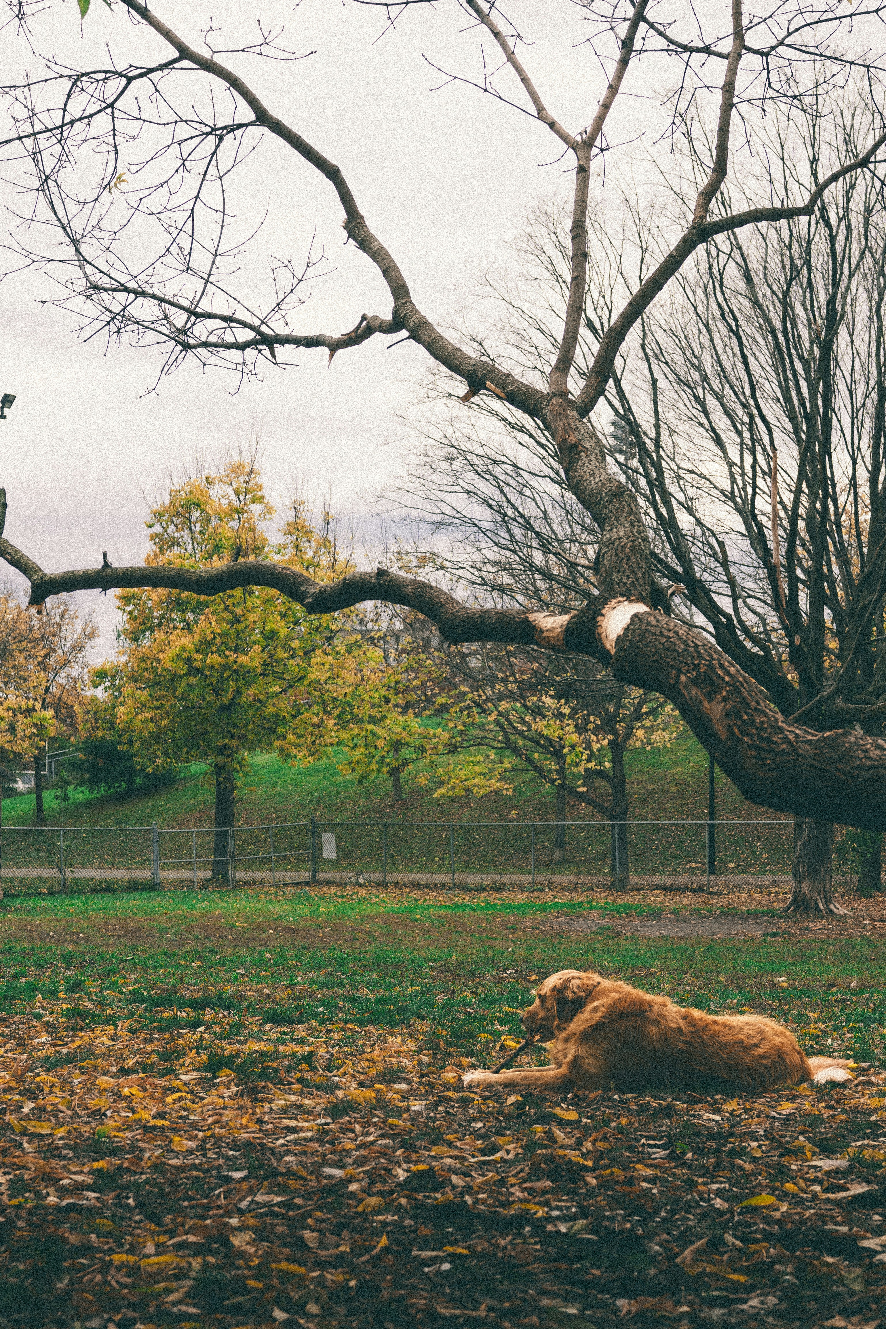 Resting Golden Retriever Beneath a Sweeping Autumn Branch in a Quiet Park
