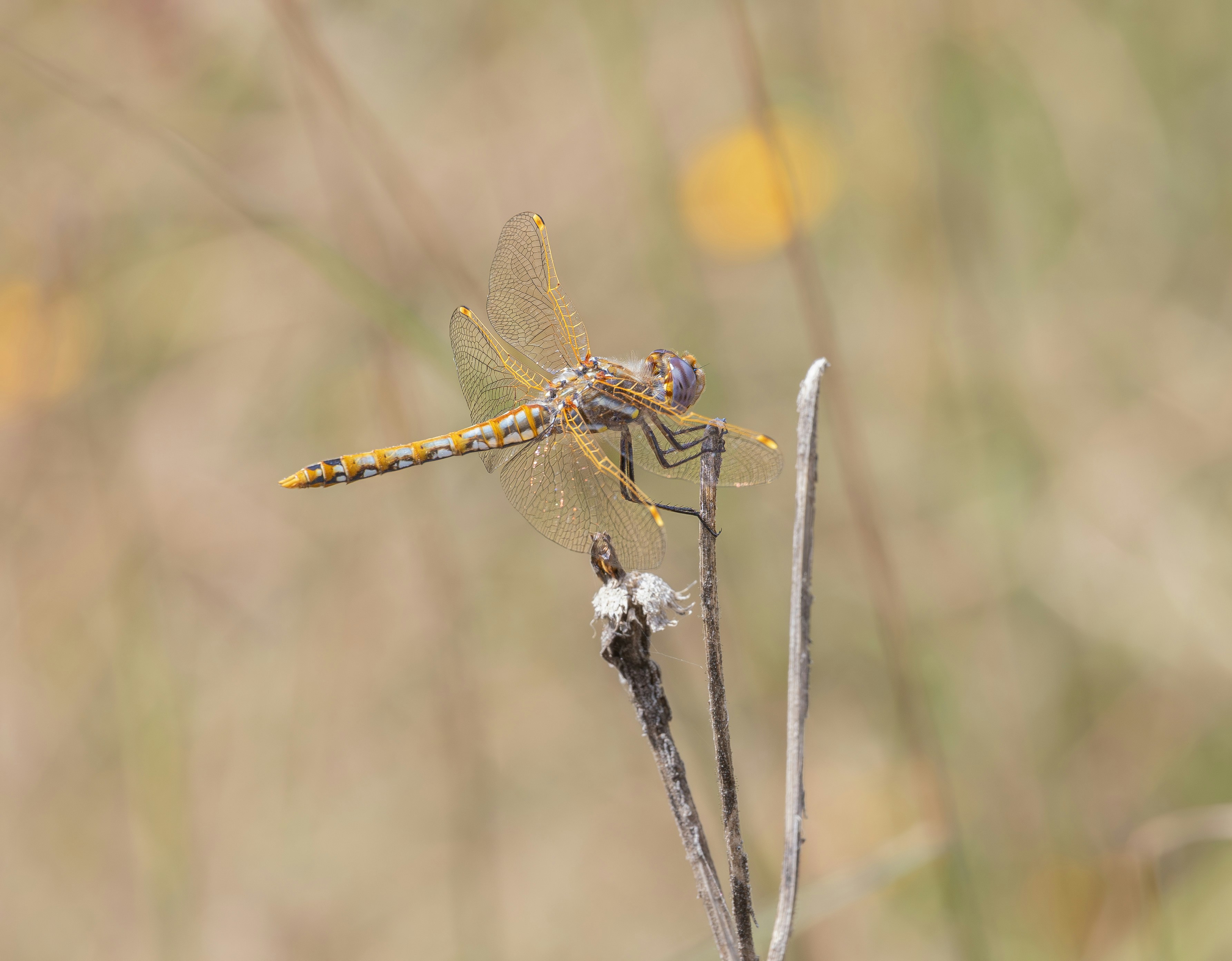 Delicate Balance: Nature's Aerial Artist
