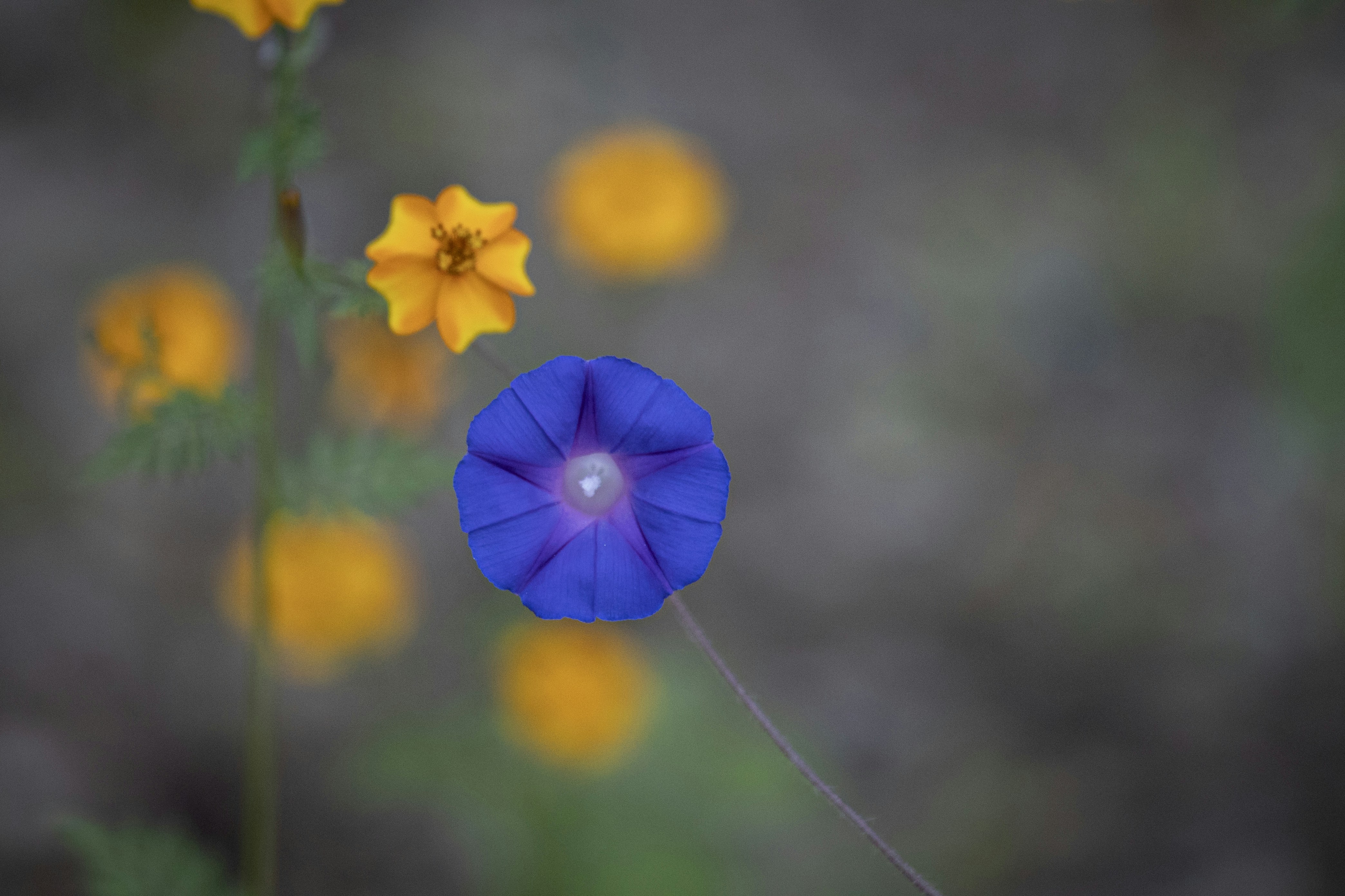 Vibrant blue morning glory flower surrounded by soft-focus yellow blooms in a natural setting.