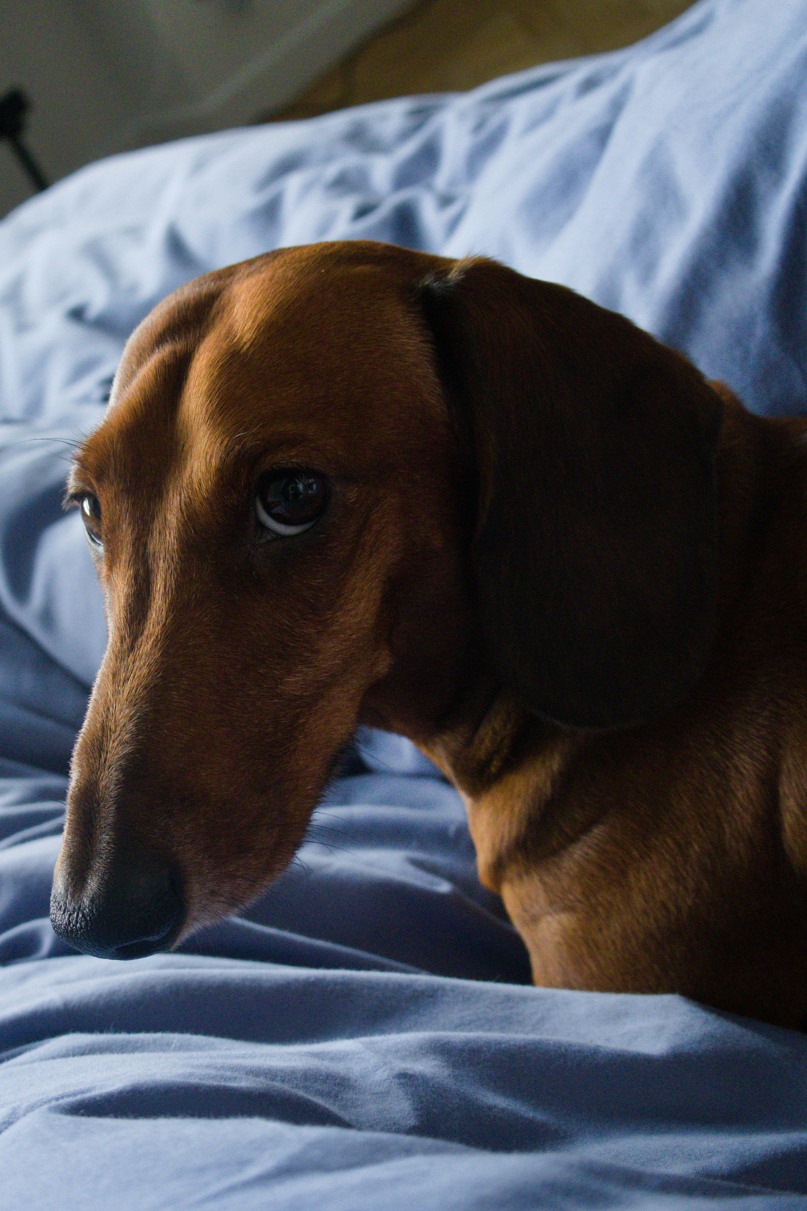 Jean pierre in model mode | A brown dachshund rests on a blue blanket.